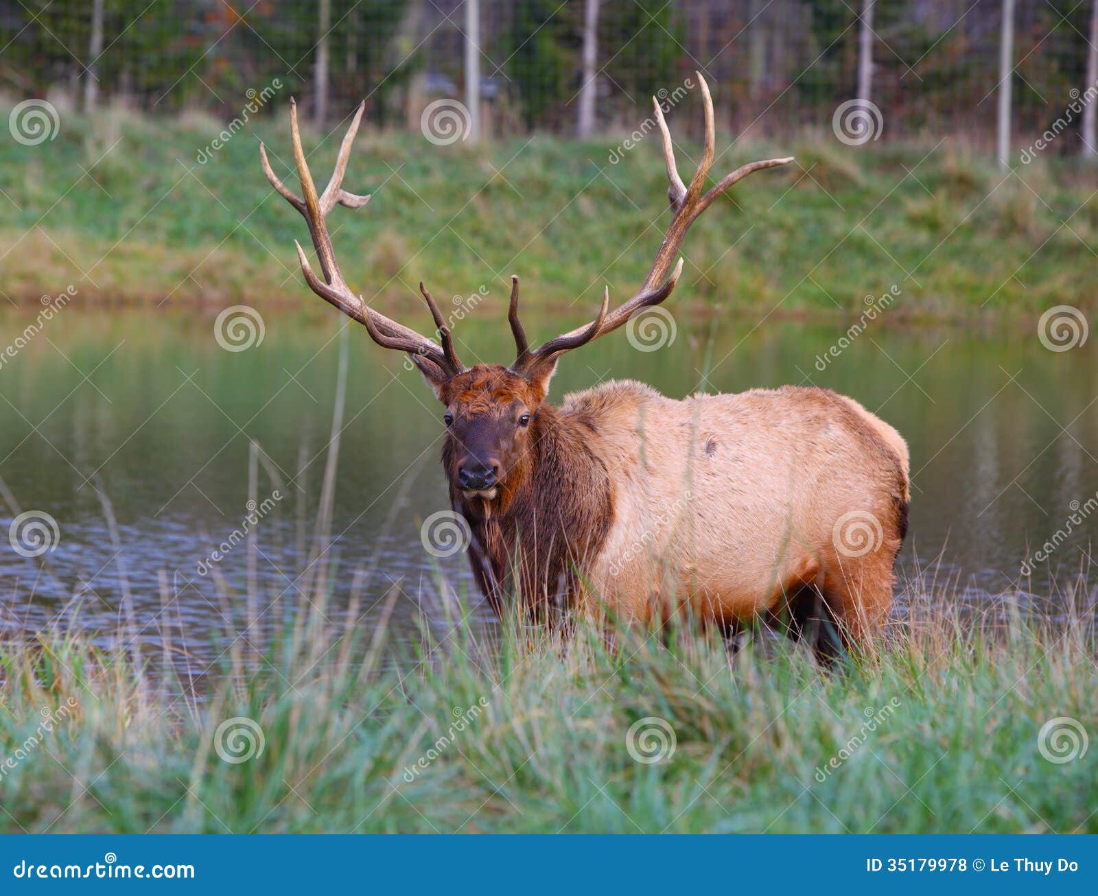 Bull Elk stock photo. Image of wapiti, wild, bugling - 35179978