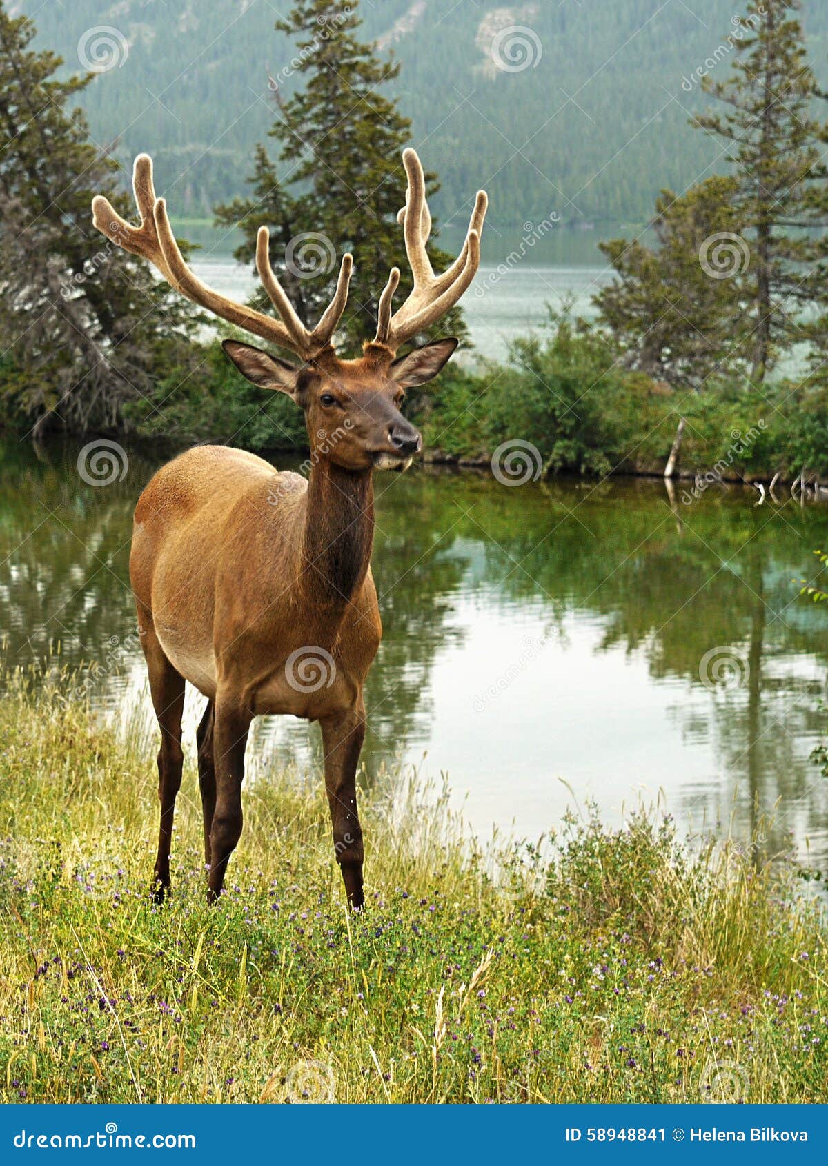 Bull Elk Portrait stock image. Image of rocky, nature - 58948841