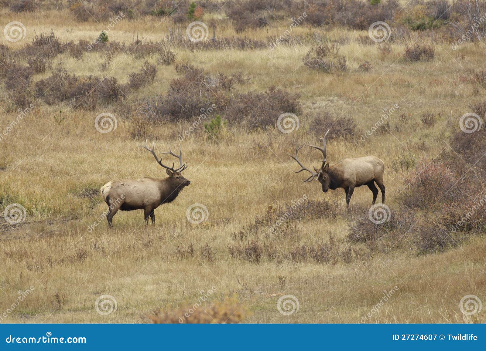 Bull Elk Posturing for Dominance Stock Image - Image of bull, game ...