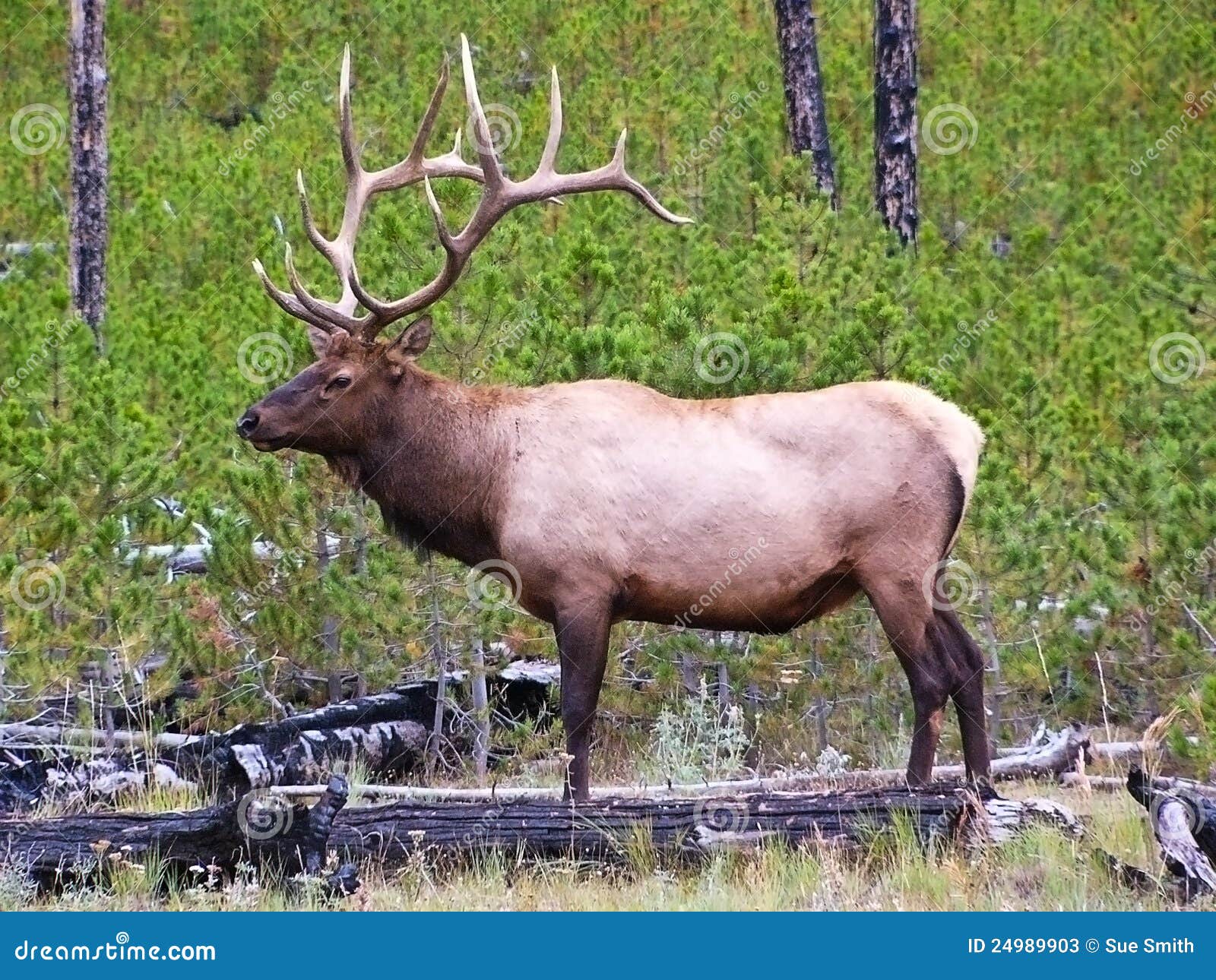 Bull Elk Profile stock image. Image of summer, animals - 24989903