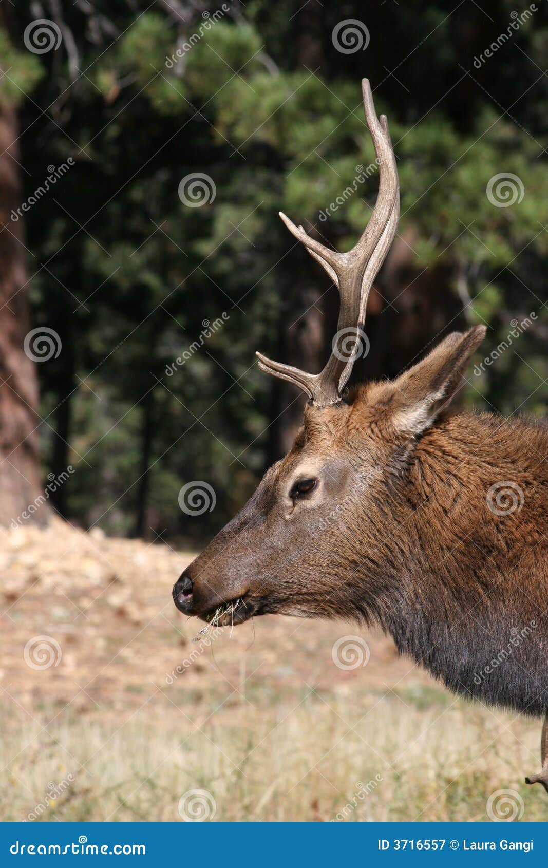Bull Elk Profile stock image. Image of antlers, chew, mountain - 3716557