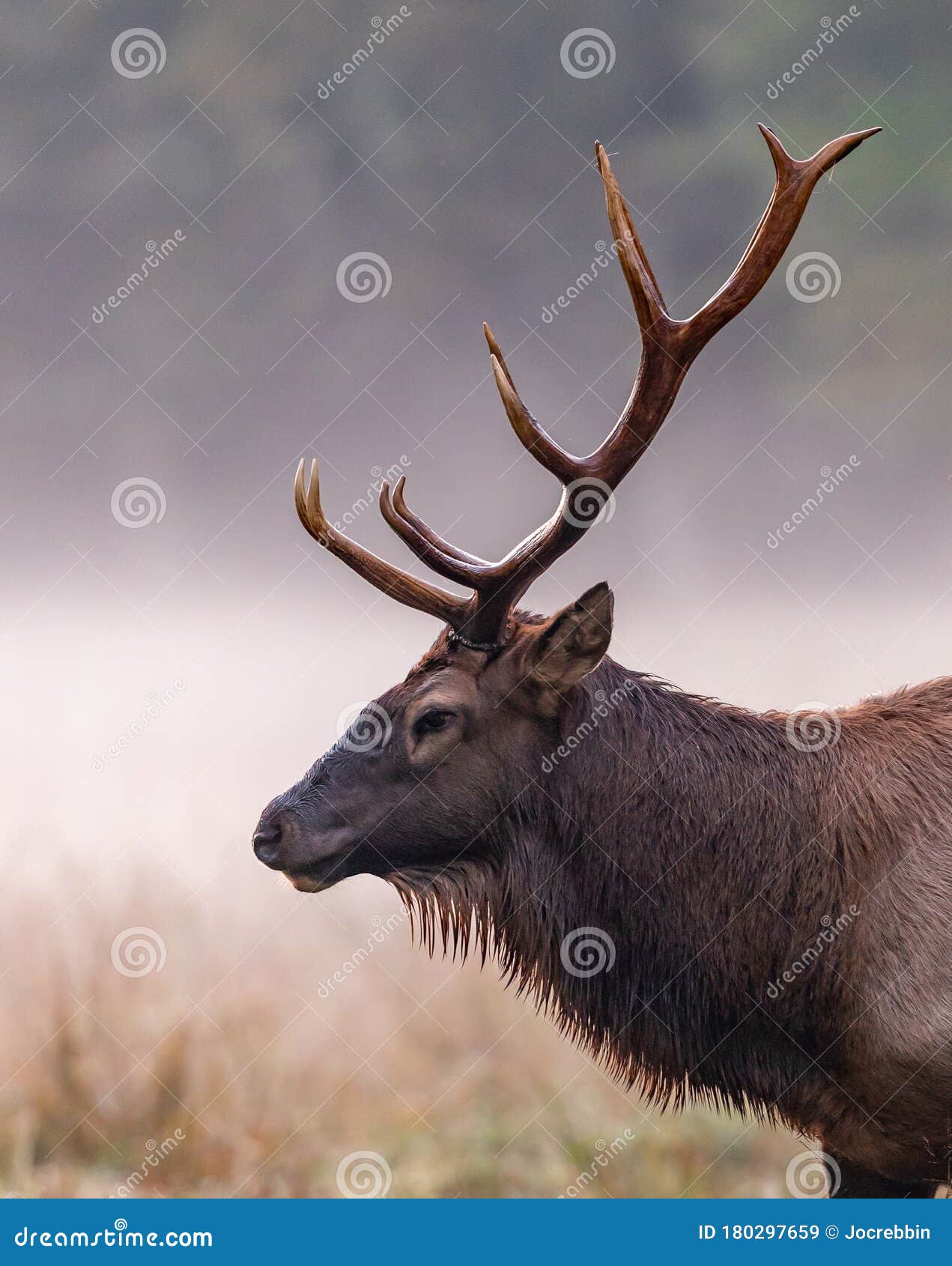 Bull Elk in Profile Facing Left at Cataloochee Valley Stock Image ...