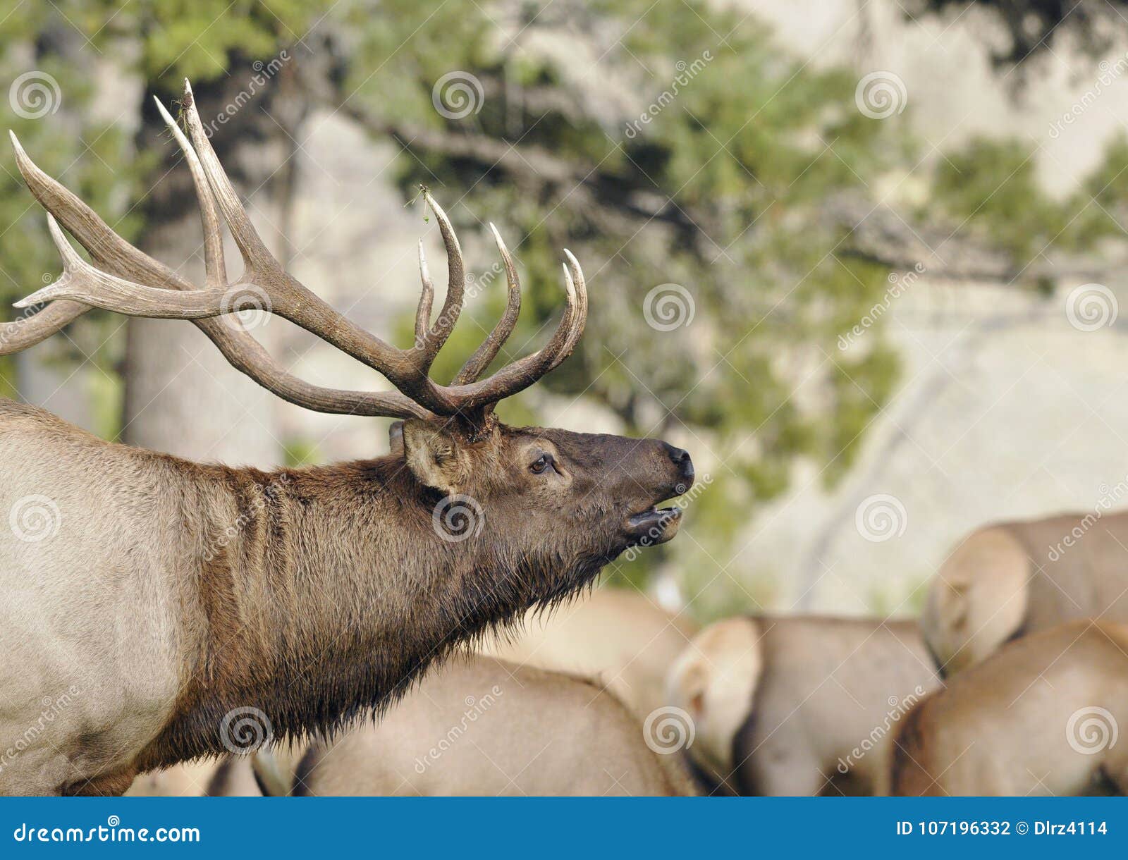 Bull Elk Profile stock photo. Image of mammal, nature - 107196332