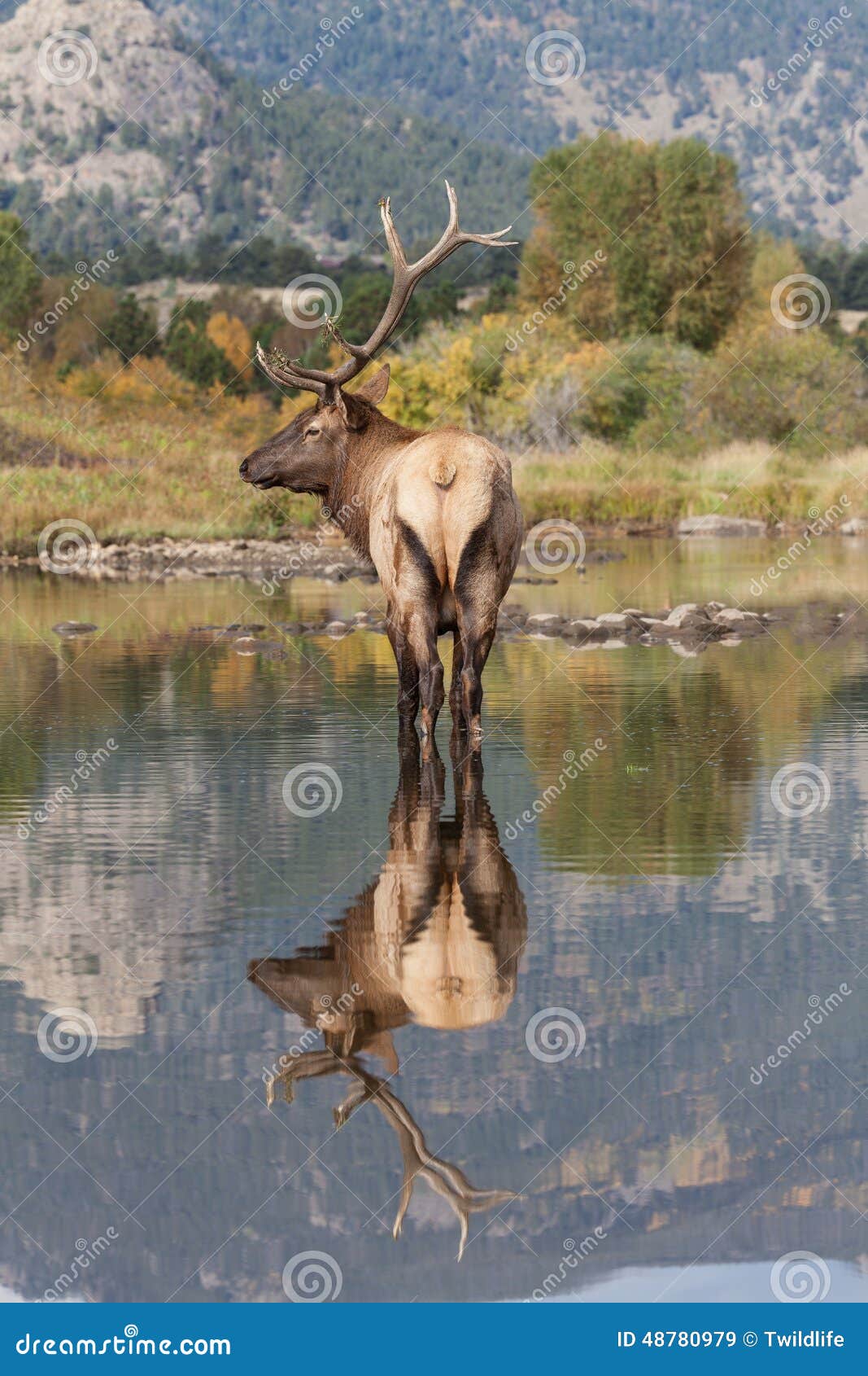 Bull Elk Reflection stock image. Image of reflection - 48780979