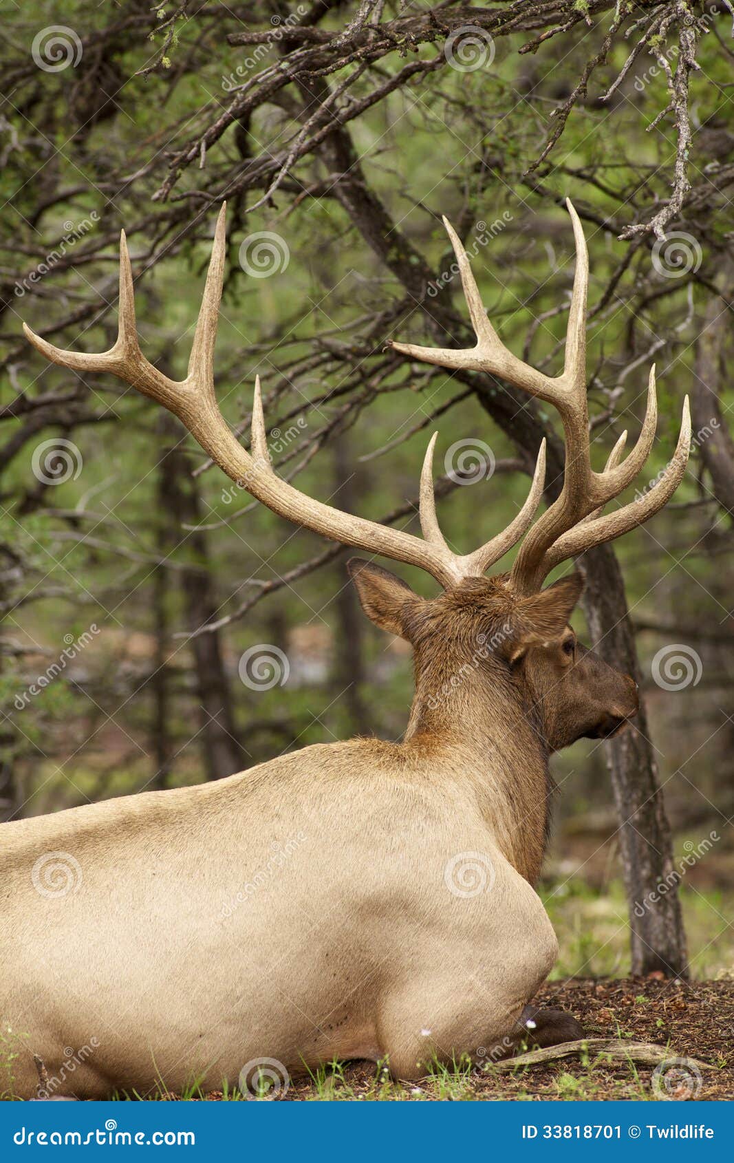 Bull Elk Resting stock image. Image of antlers, bedded - 33818701