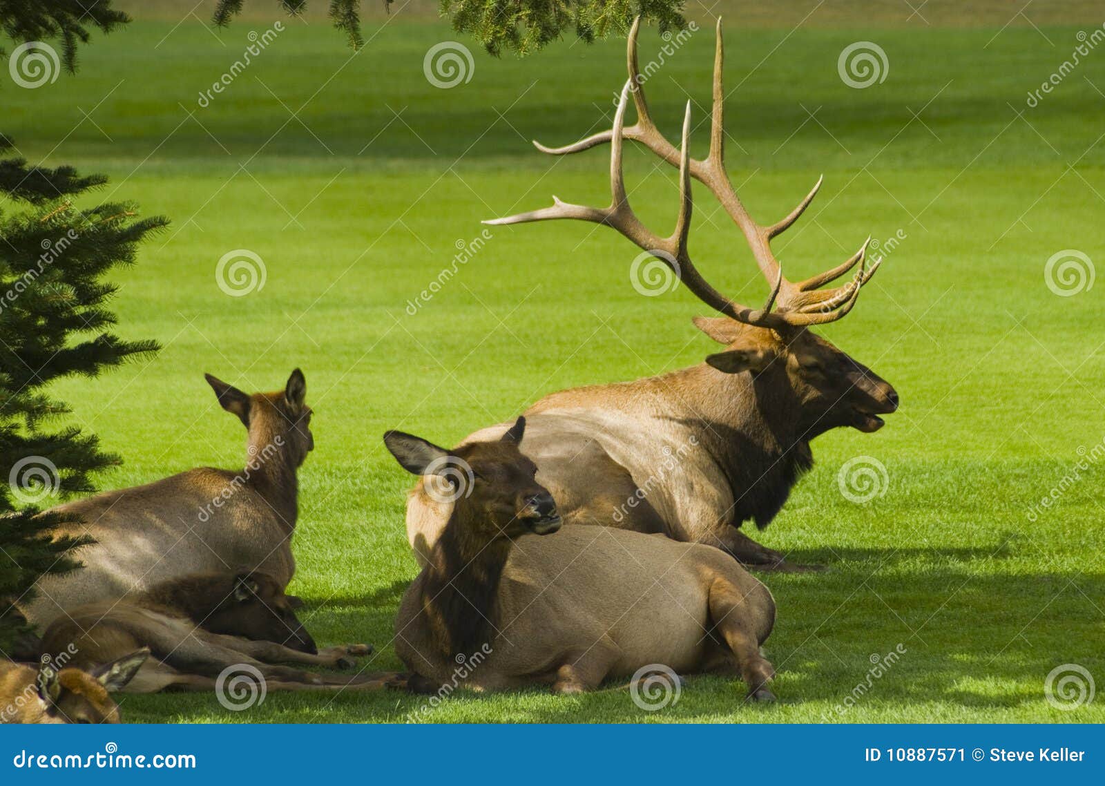 Bull Elk Resting on Fairway Stock Image - Image of grazing, rocky: 10887571