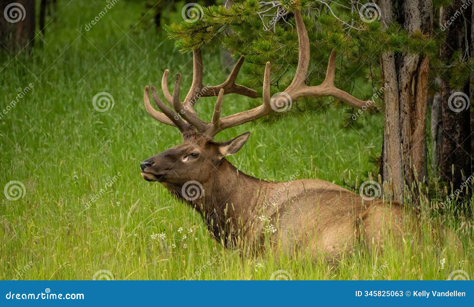 Bull Elk Rests Below Tree with Preorbital Gland Open Stock Image ...