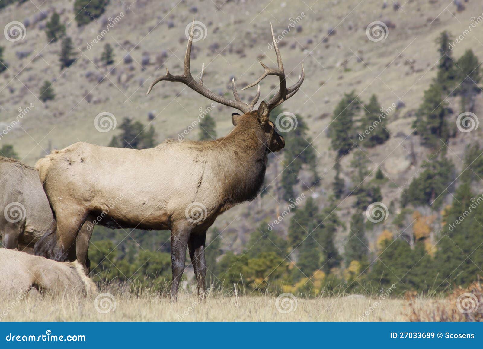 Bull Elk on Ridge stock image. Image of animal, deer - 27033689