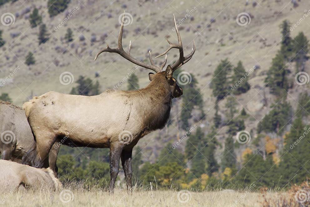 Bull Elk on Ridge stock image. Image of animal, deer - 27033689