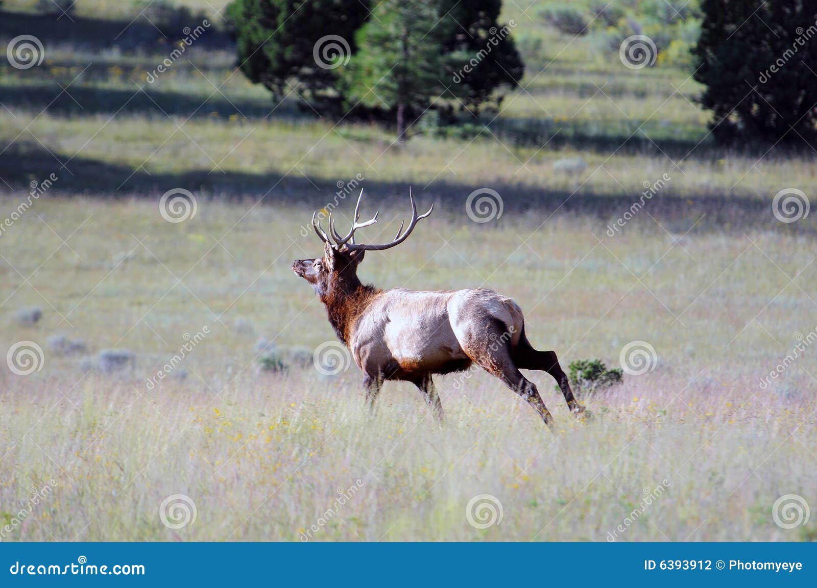 Bull Elk running in field stock photo. Image of adult - 6393912
