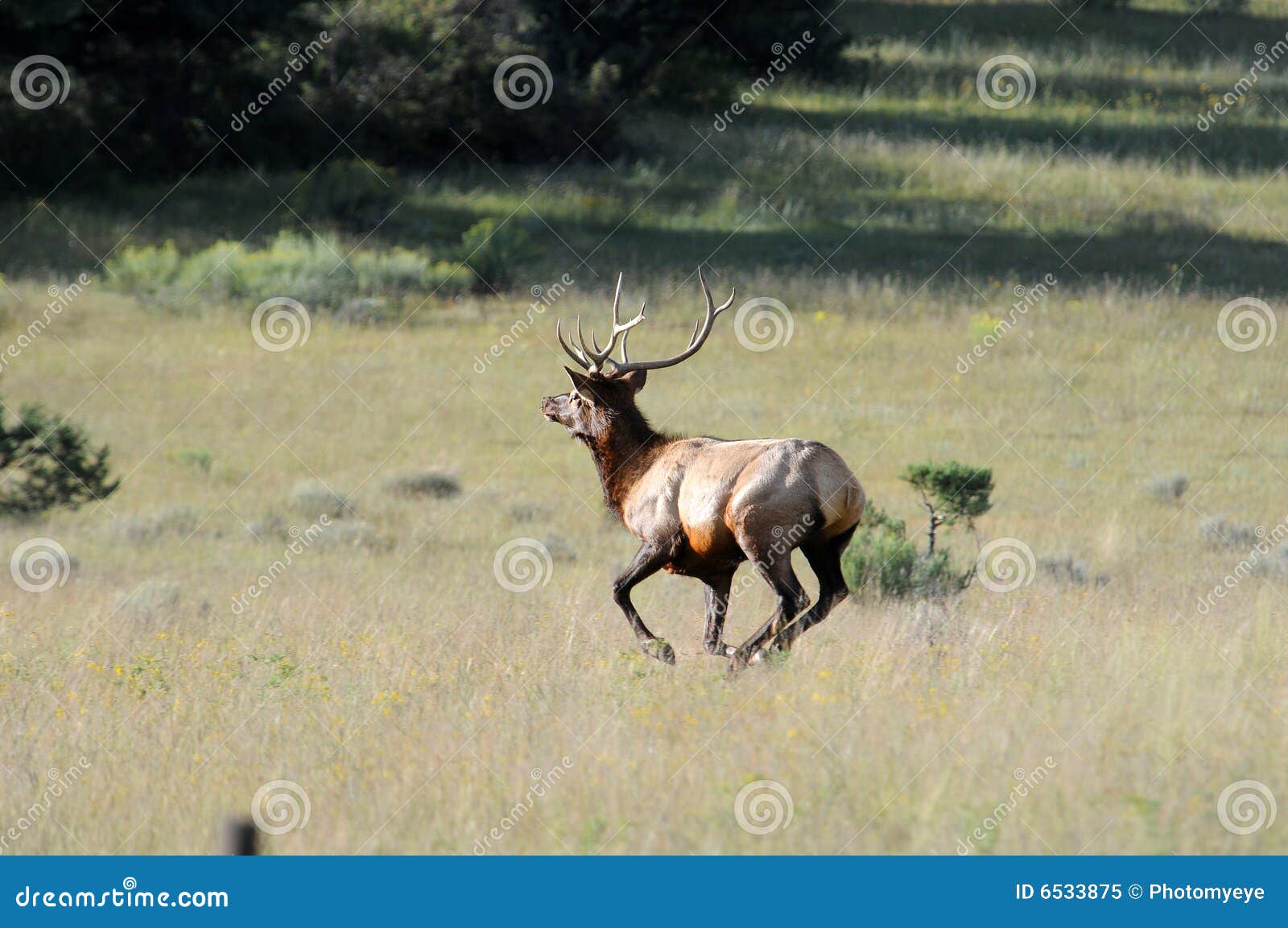 Bull Elk Running through Field Stock Image - Image of outdoors, meadows ...