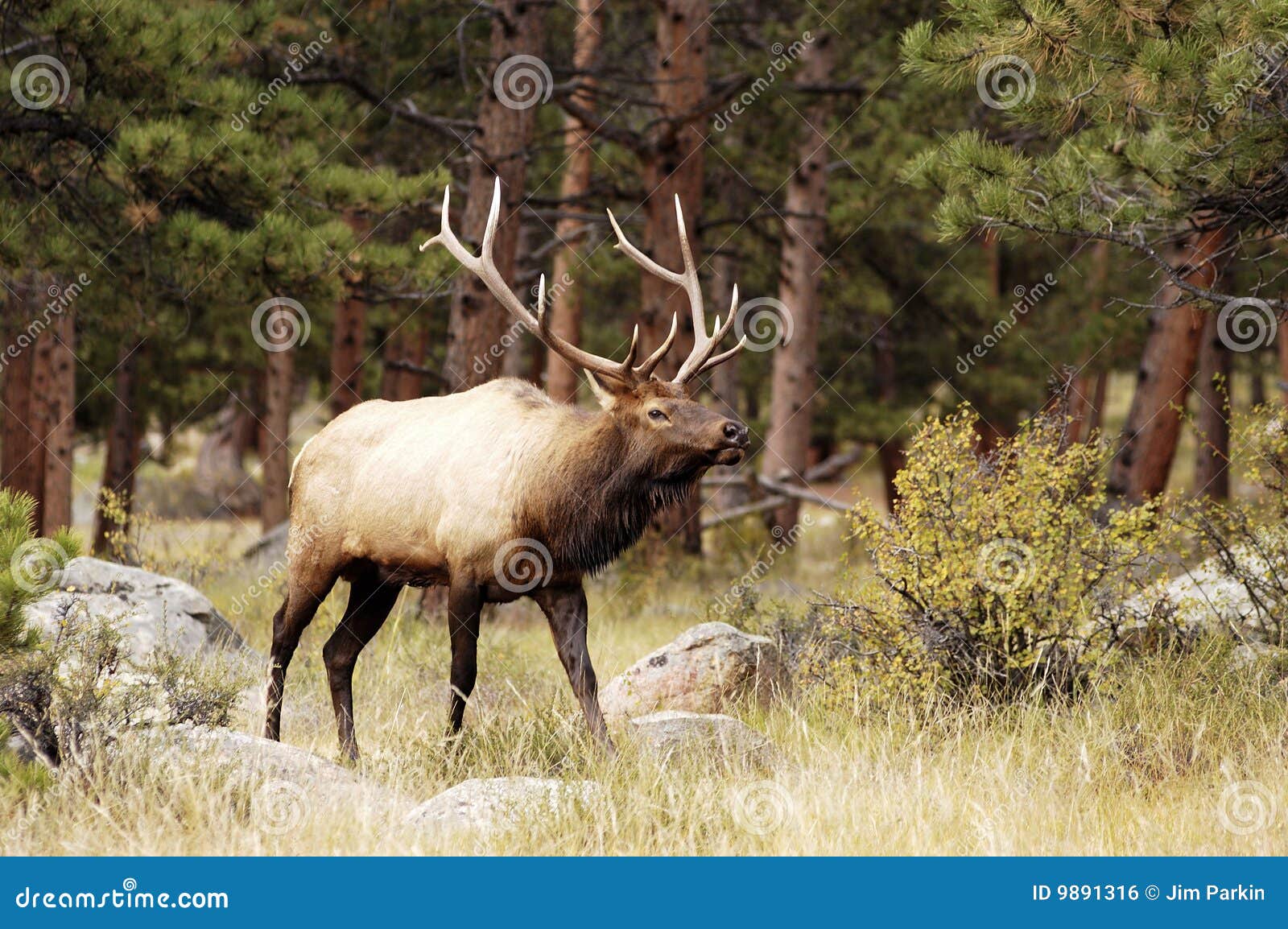 Bull elk in rut stock photo. Image of fall, outdoors, colorado - 9891316