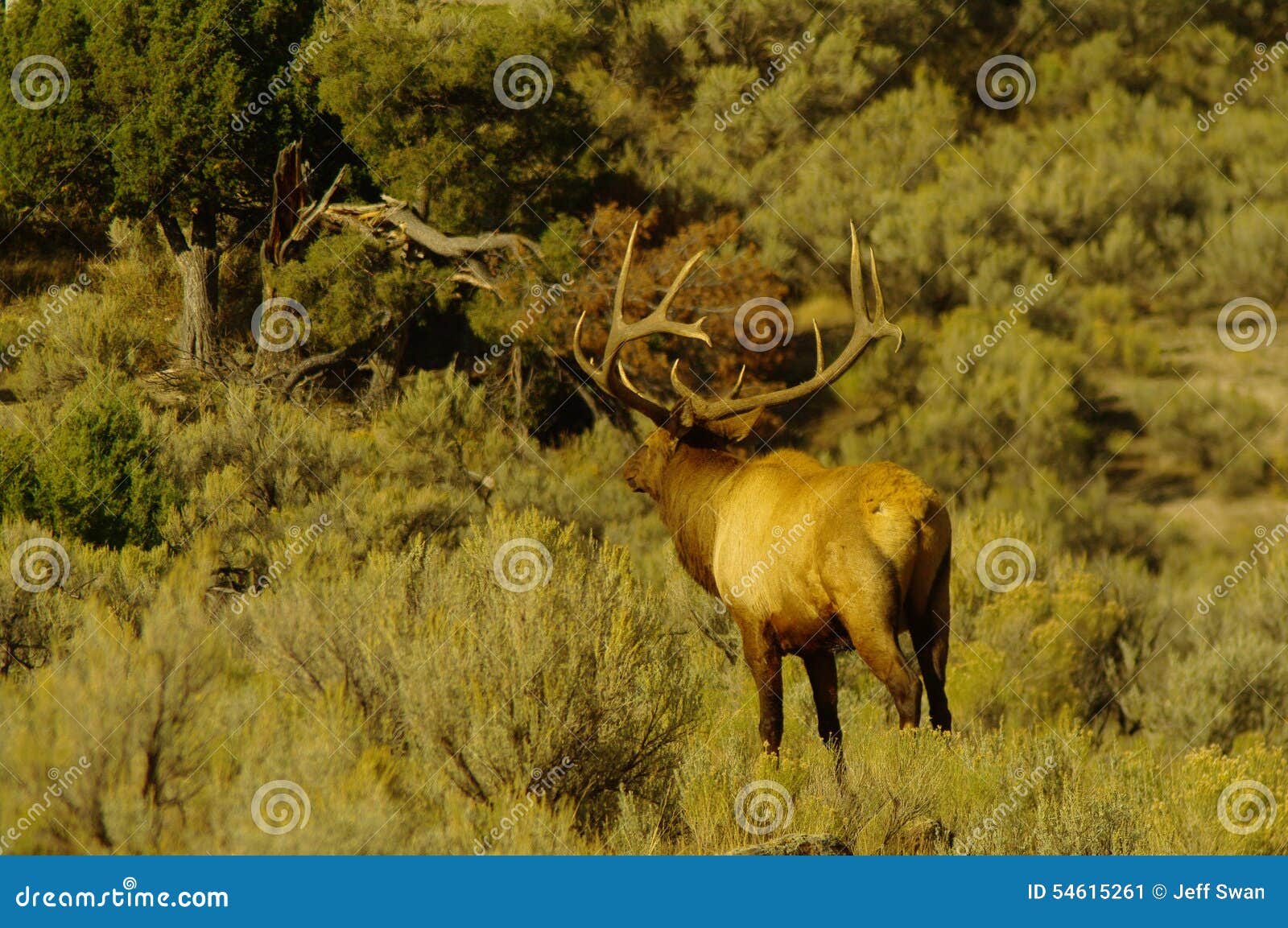 Bull Elk in rut stock image. Image of bull, grass, four - 54615261