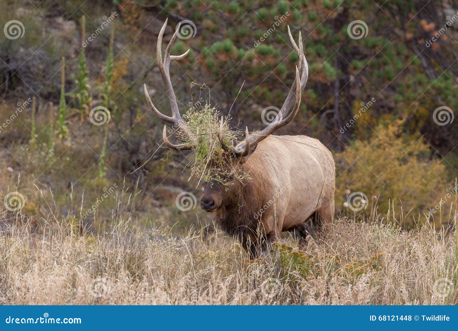 Bull Elk in the Rut stock photo. Image of bull, animal - 68121448