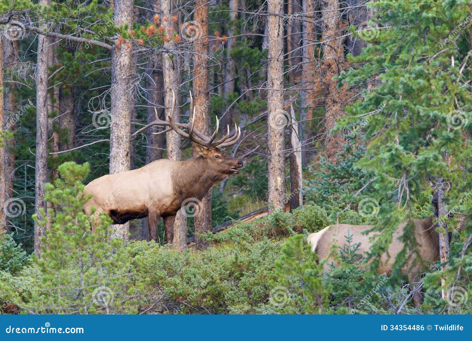 Bull Elk in Rut stock photo. Image of wildlife, mammal - 34354486