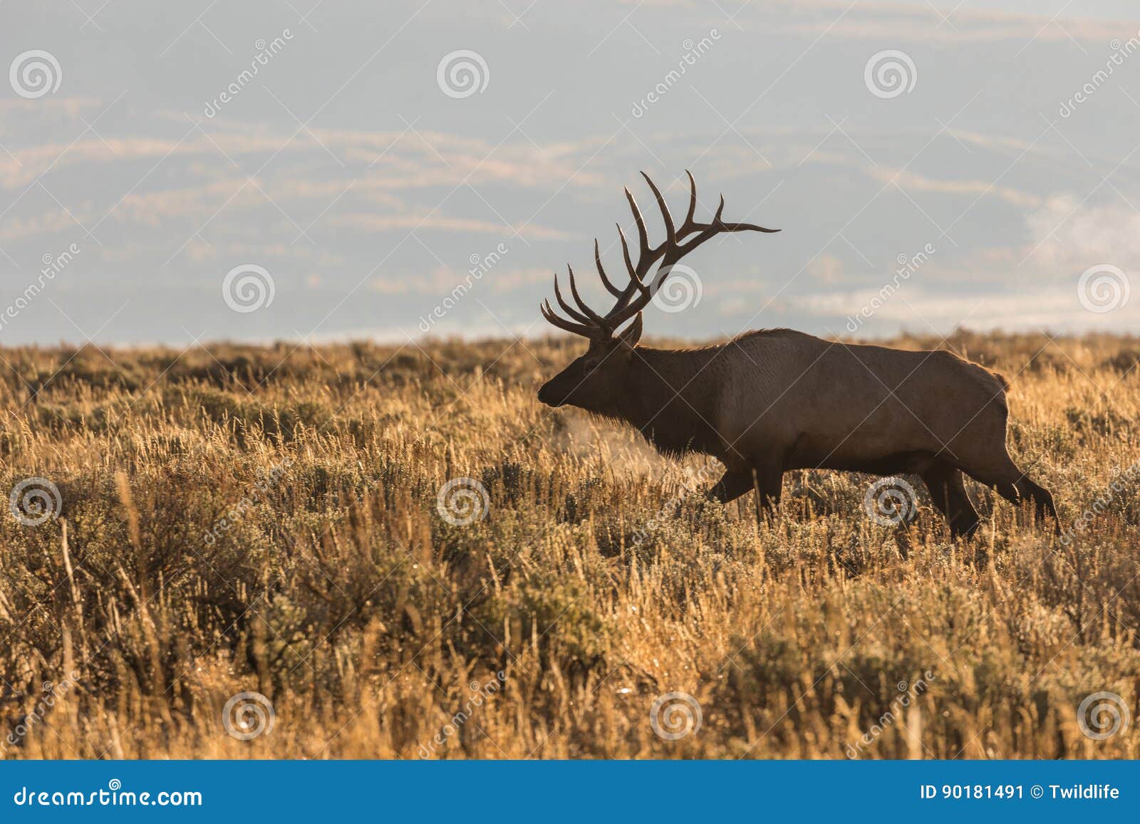 Bull Elk in Rut stock image. Image of outdoors, animals - 90181491