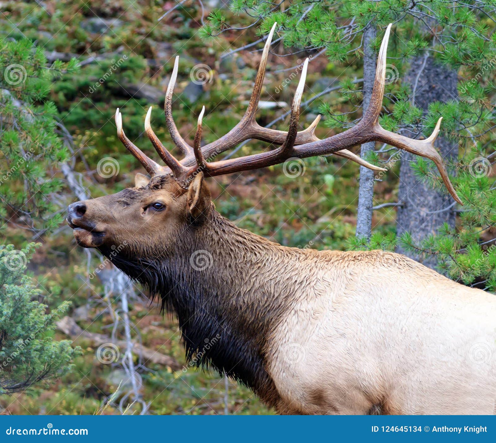 Bull Elk in Rut stock photo. Image of grazers, herds - 124645134