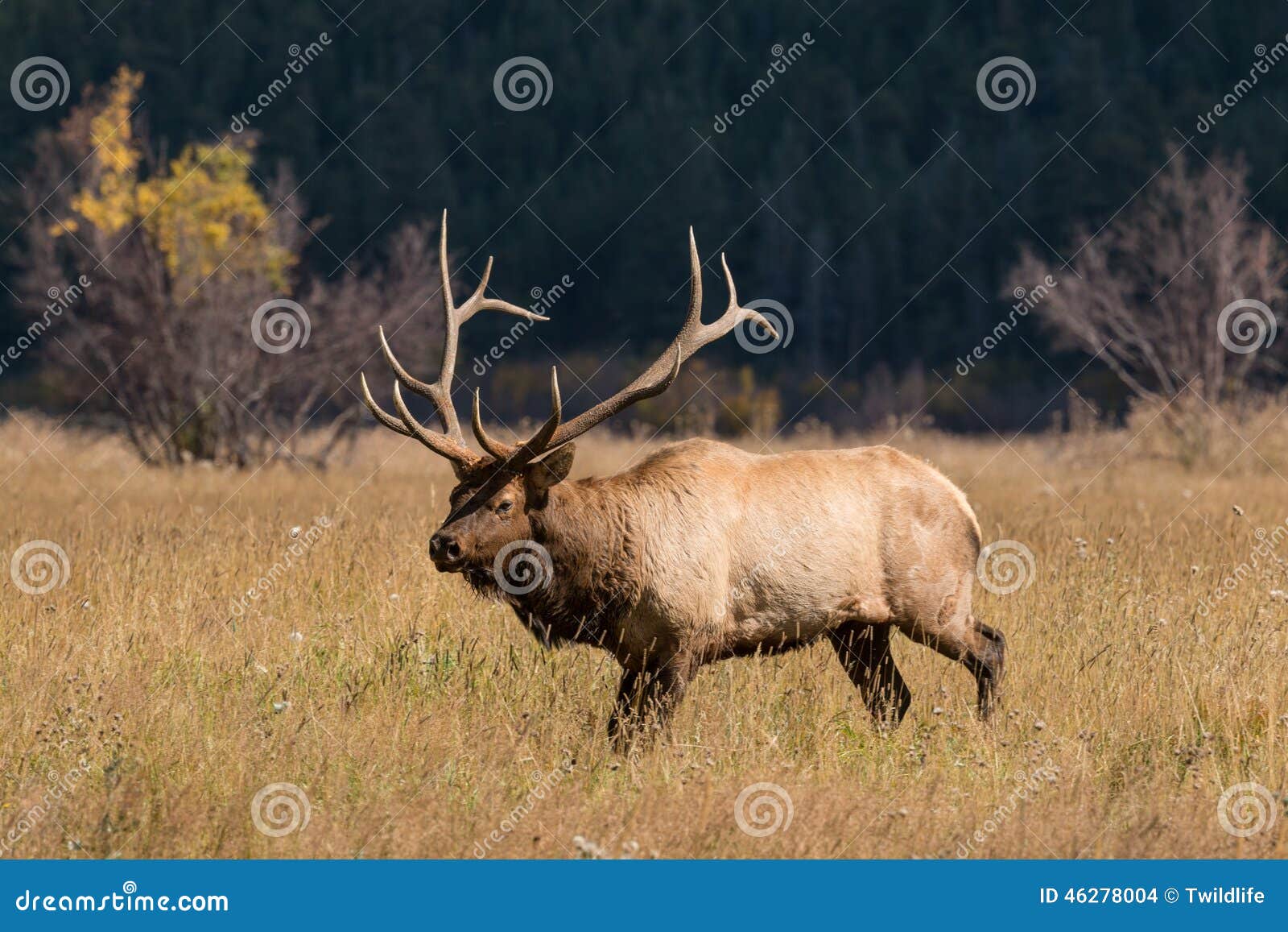 Bull Elk in Rut stock photo. Image of wapiti, wild, animal - 46278004