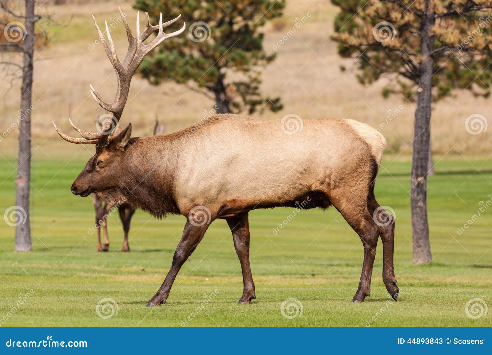 Bull Elk in Rut stock image. Image of mammal, hoofed - 44893843