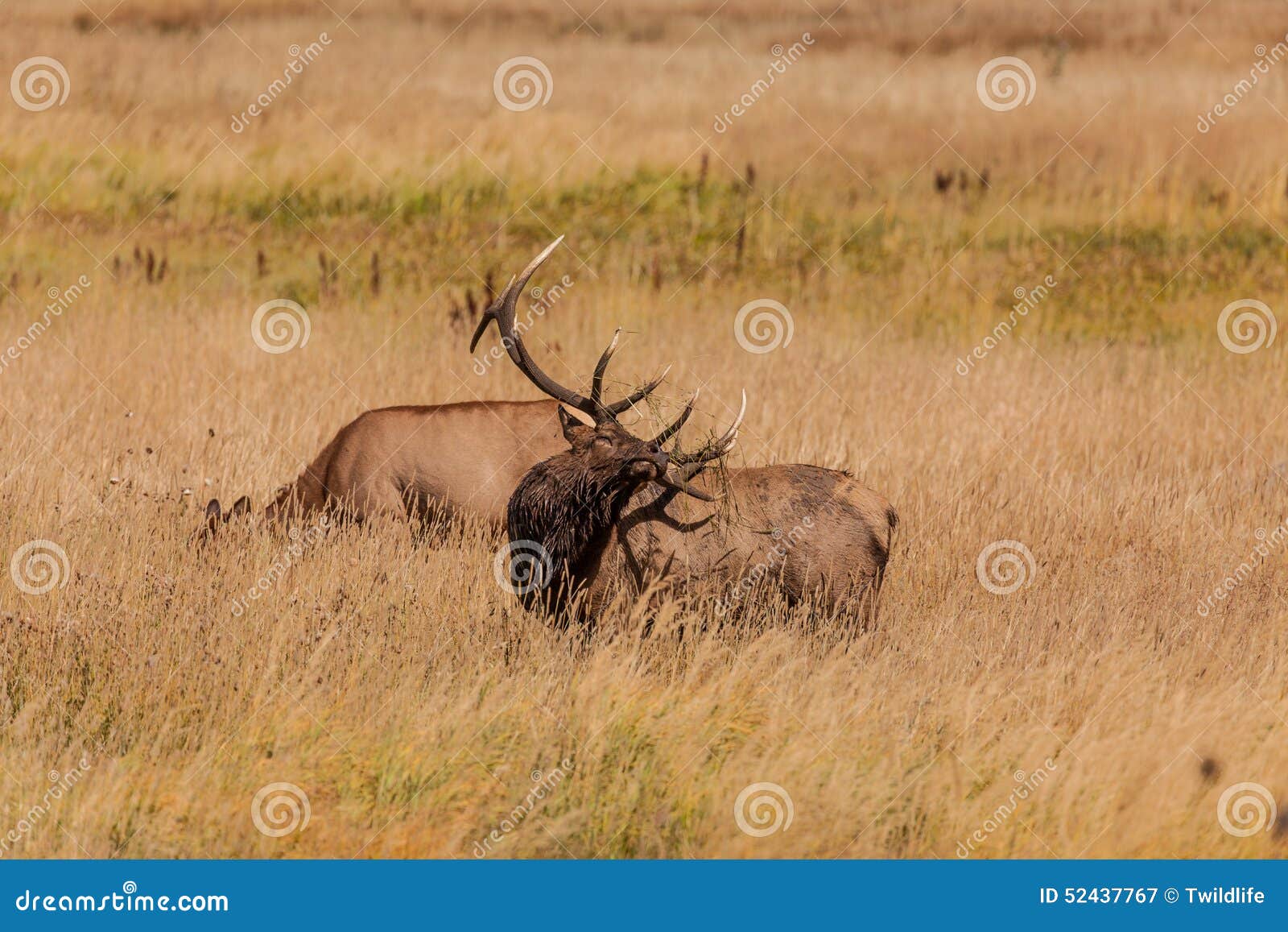 Bull Elk in Rut stock image. Image of rutting, antlers - 52437767
