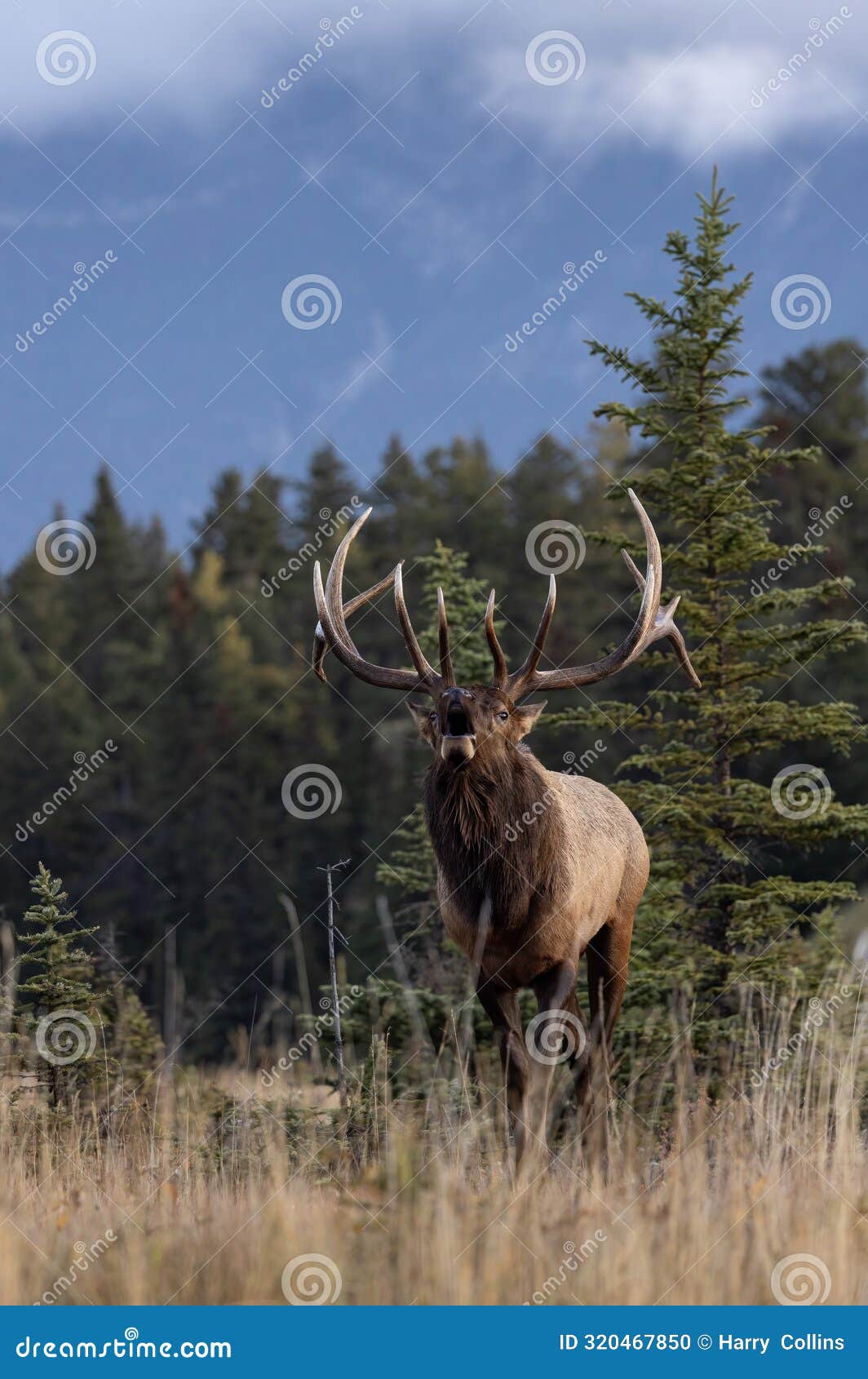 Bull Elk during the Rut Season Stock Photo - Image of cloud, grassland ...