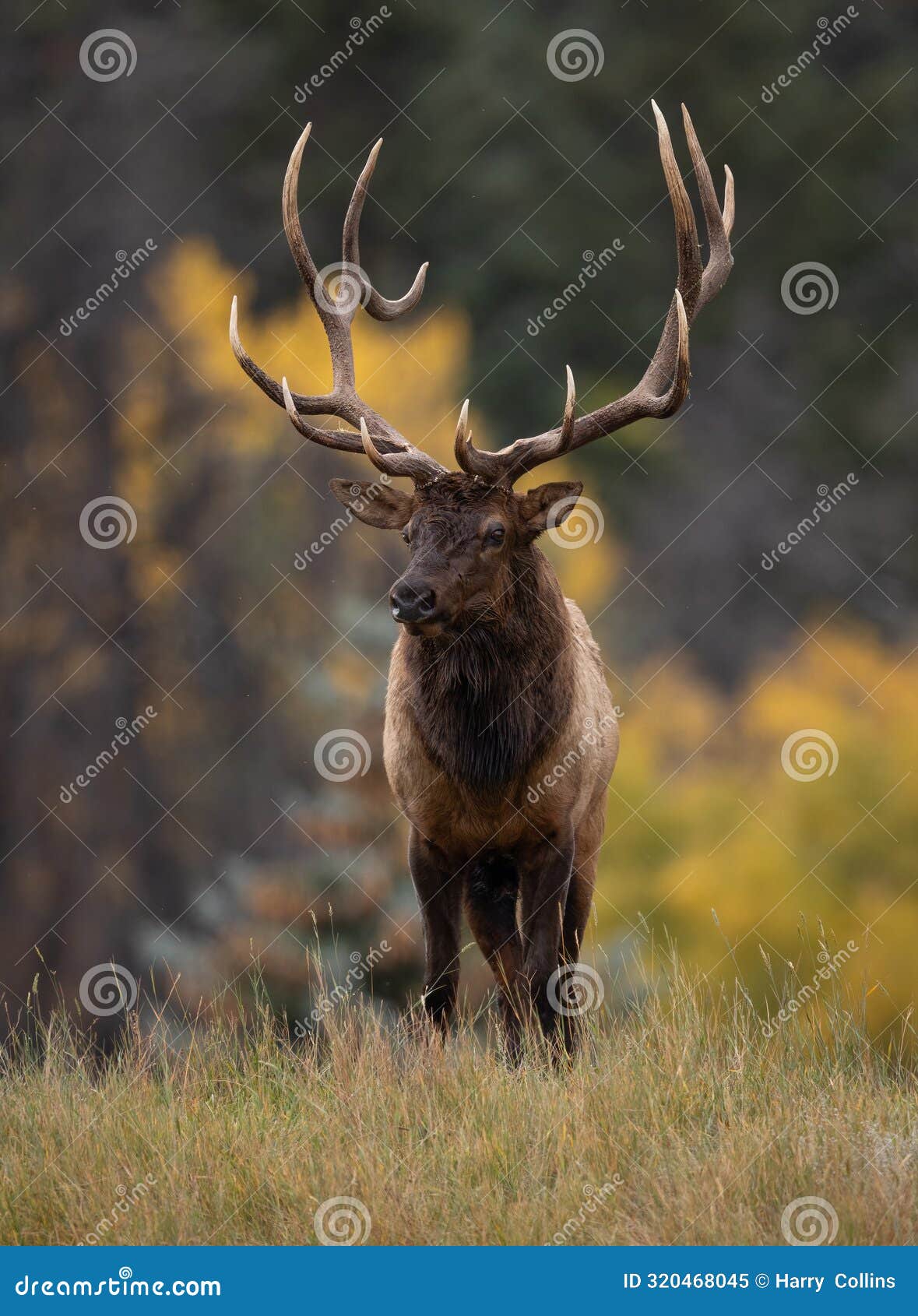 Bull Elk during the Rut Season Stock Image - Image of animal, nature ...