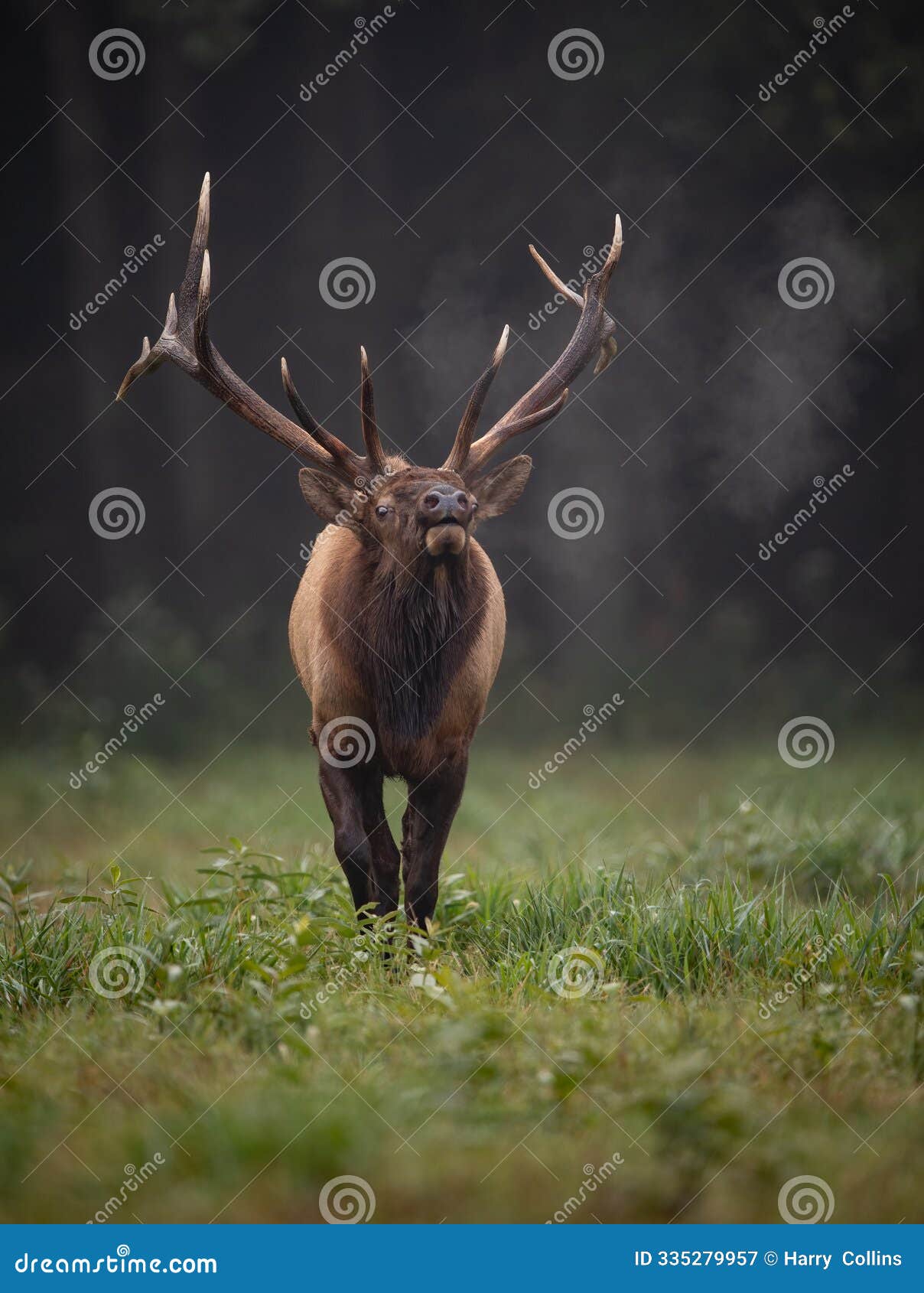 Bull Elk during the Rut Season Stock Image - Image of nature, autumn ...