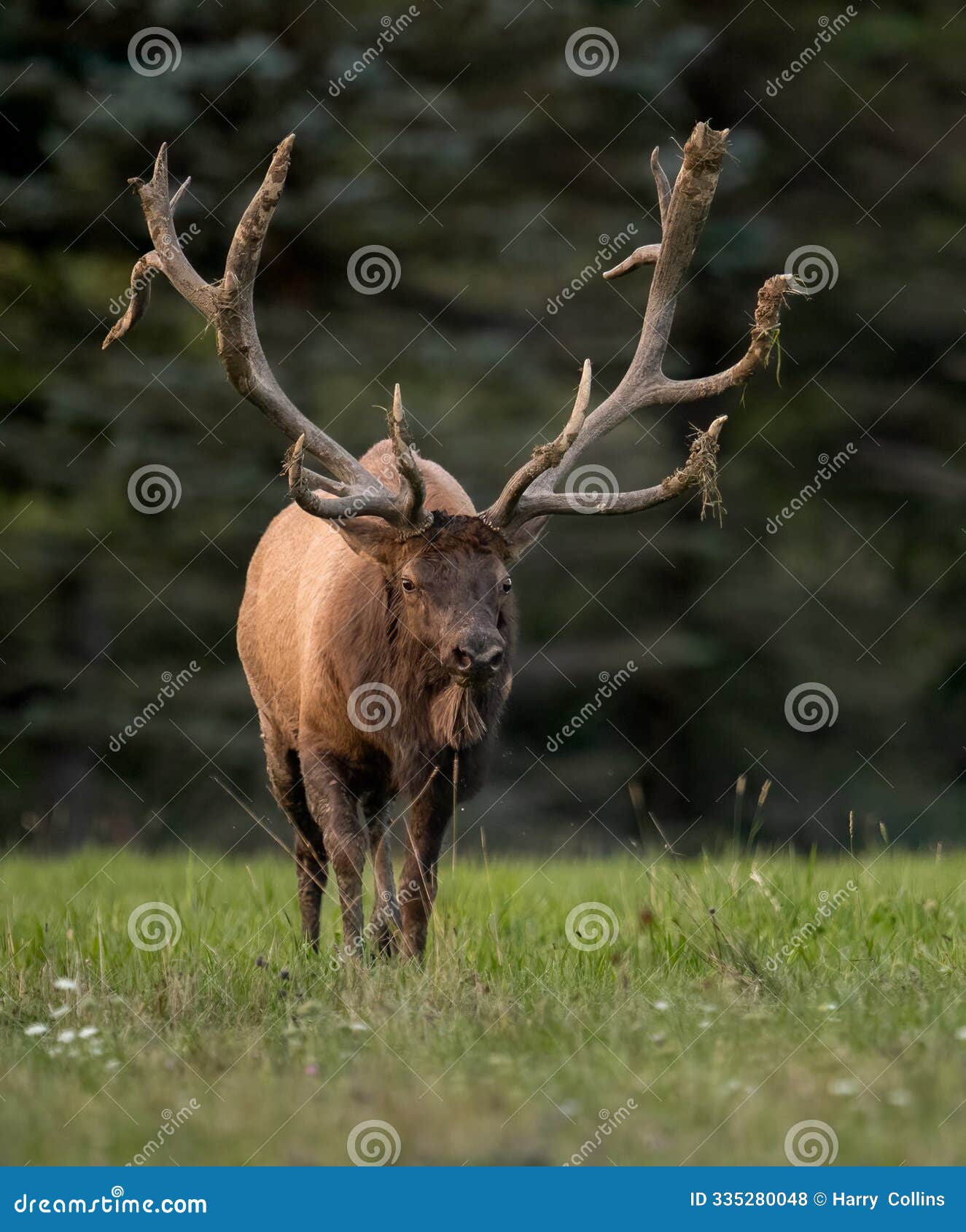 Bull Elk during the Rut Season Stock Photo - Image of wilderness ...