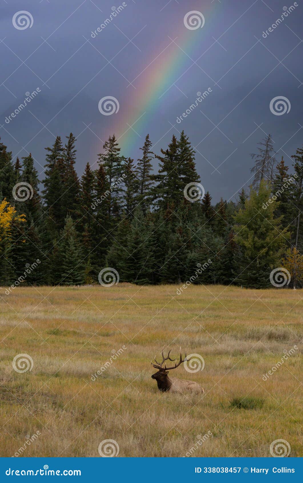 Bull Elk during the Rut Season Stock Image - Image of forest, prairie ...