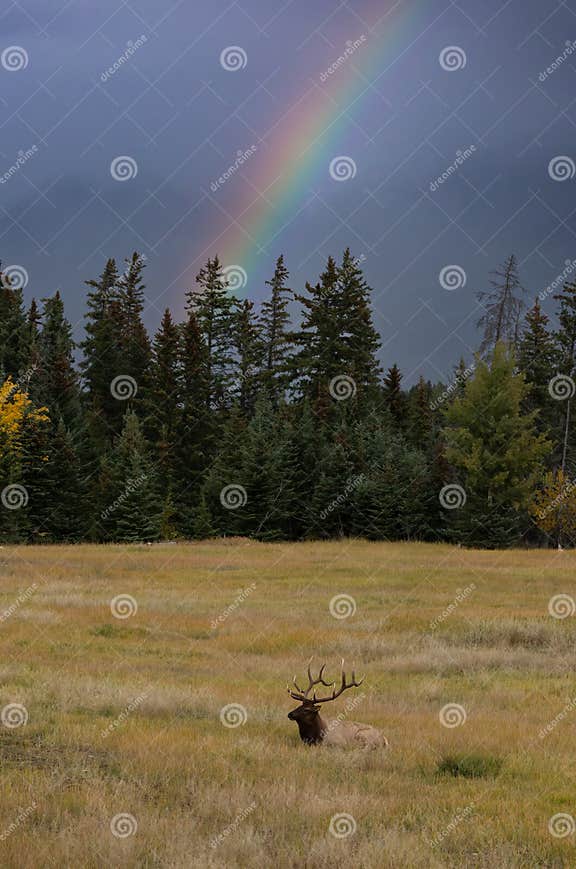 Bull Elk during the Rut Season Stock Image - Image of forest, prairie ...