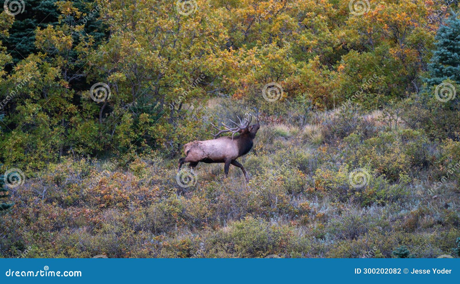 Bull Elk Rutting in Fall Colors Stock Photo - Image of deer, tundra ...