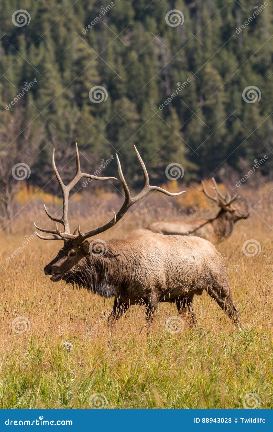 Bull Elk Rutting stock photo. Image of outdoors, deer - 88943028