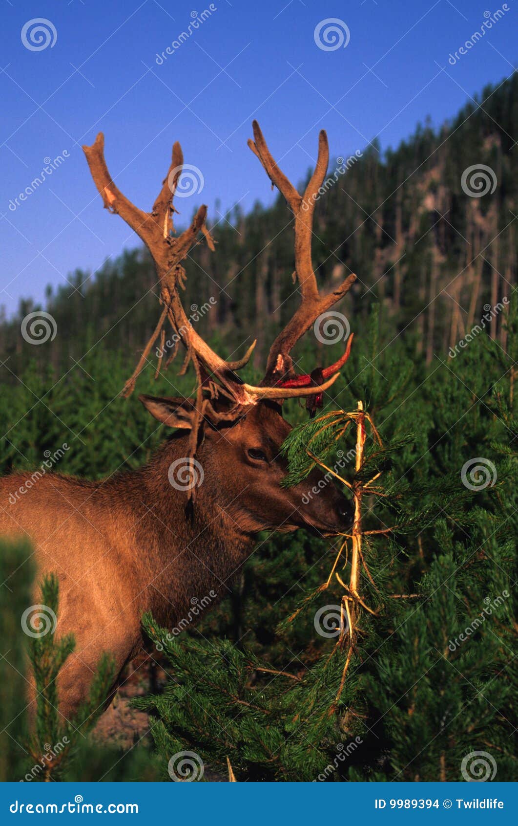 Bull Elk Shedding His Velvet Stock Photo - Image of mountains, velvet ...