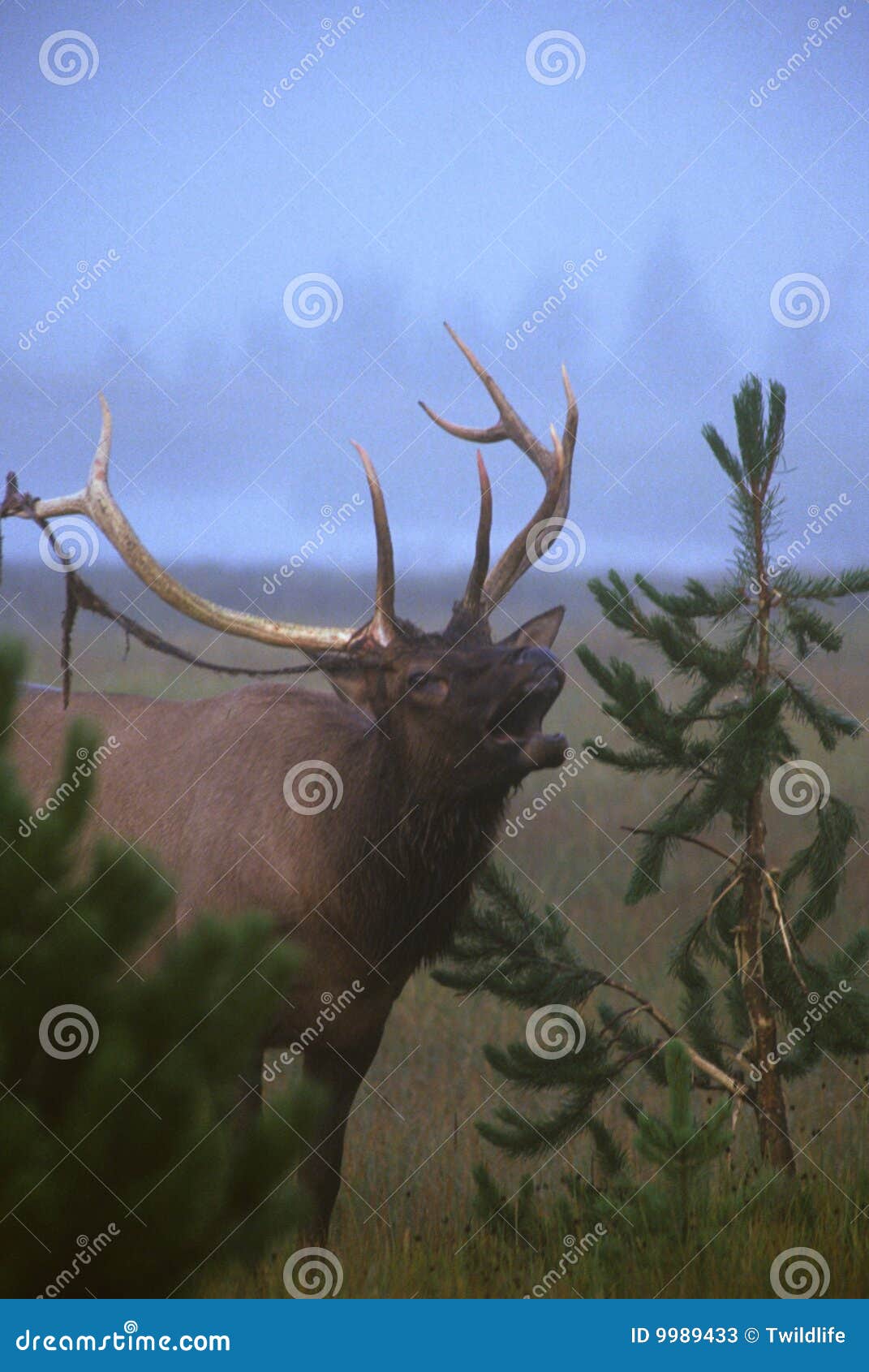 Bull Elk Shedding His Velvet Stock Image - Image of bull, fall: 9989433