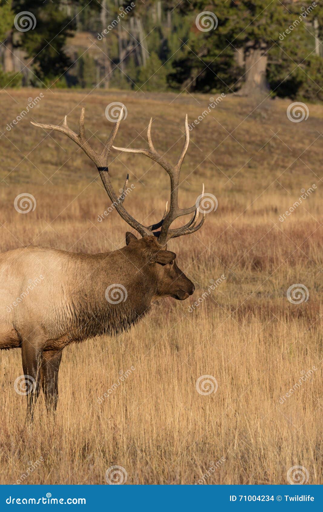 Bull Elk Side Portrait stock photo. Image of mammal, nature - 71004234