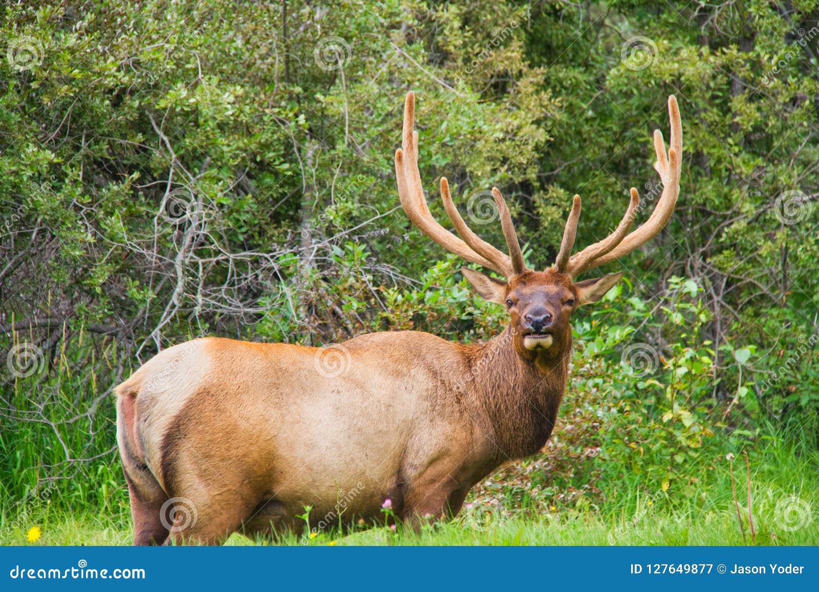 A Bull Elk stock image. Image of buck, game, outdoors - 127649877