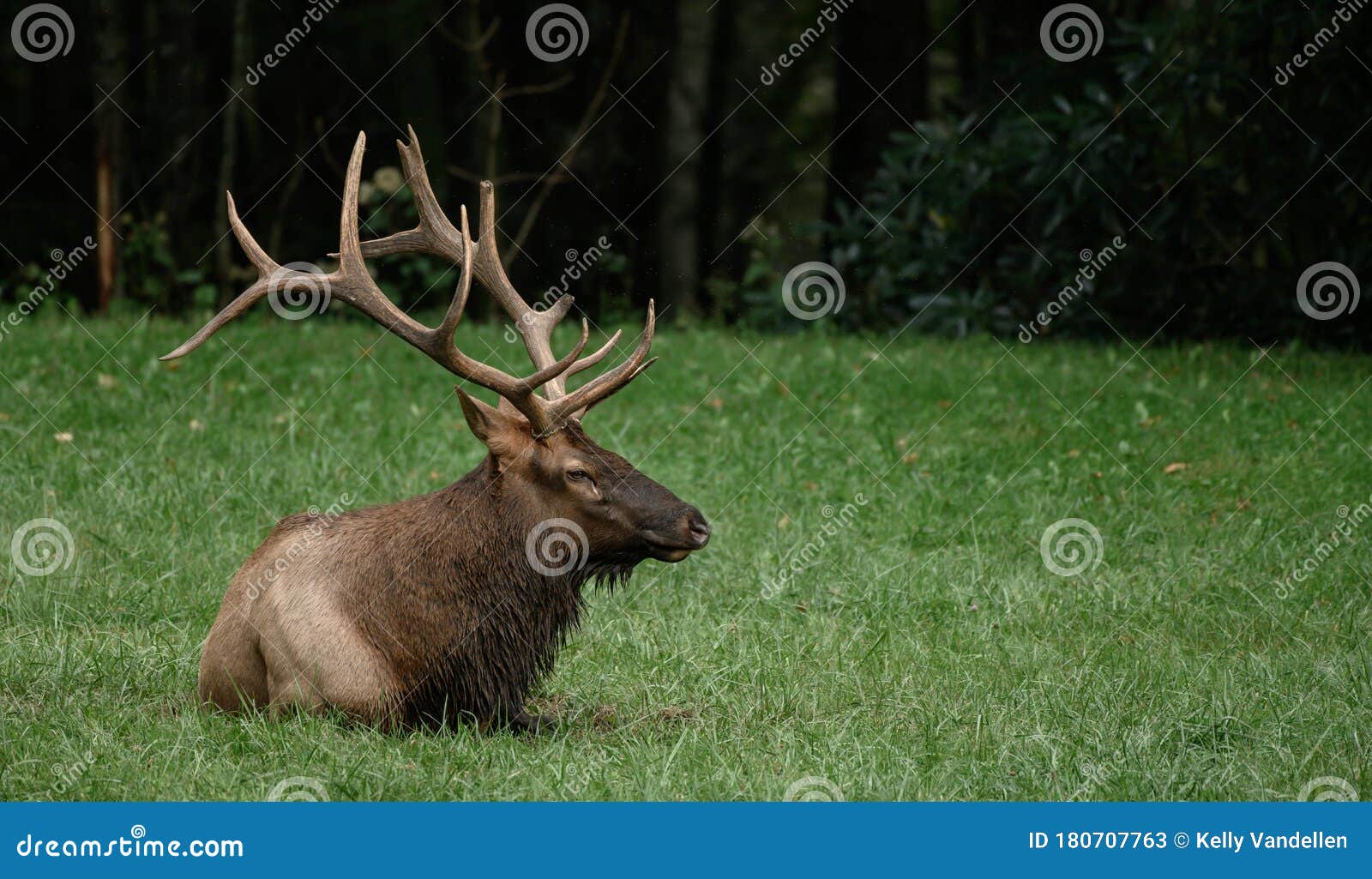 Bull Elk Sits with Copy Space Right Stock Image - Image of horizontal ...