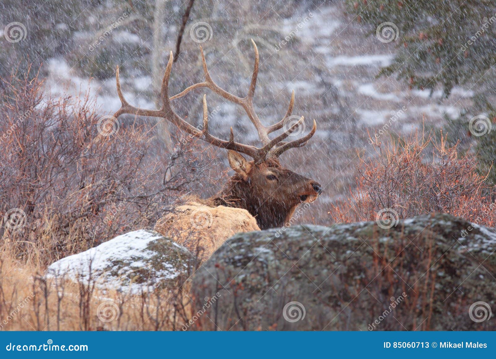 Bull Elk Sitting Down during a Snow Storm Stock Image - Image of ...
