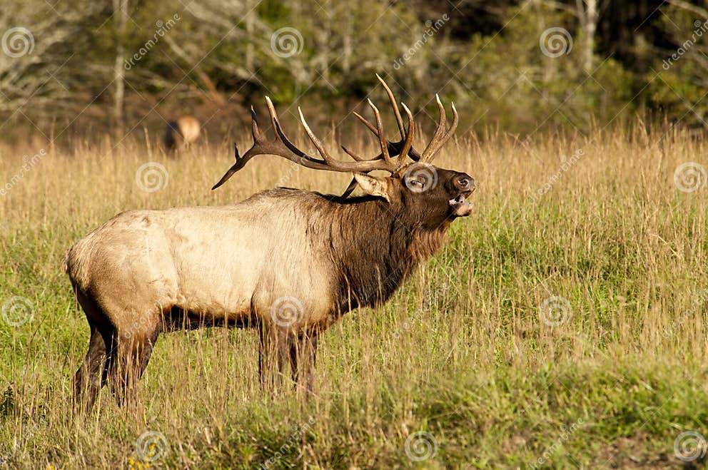 Bull elk sounding a bugle. stock photo. Image of national - 22966406
