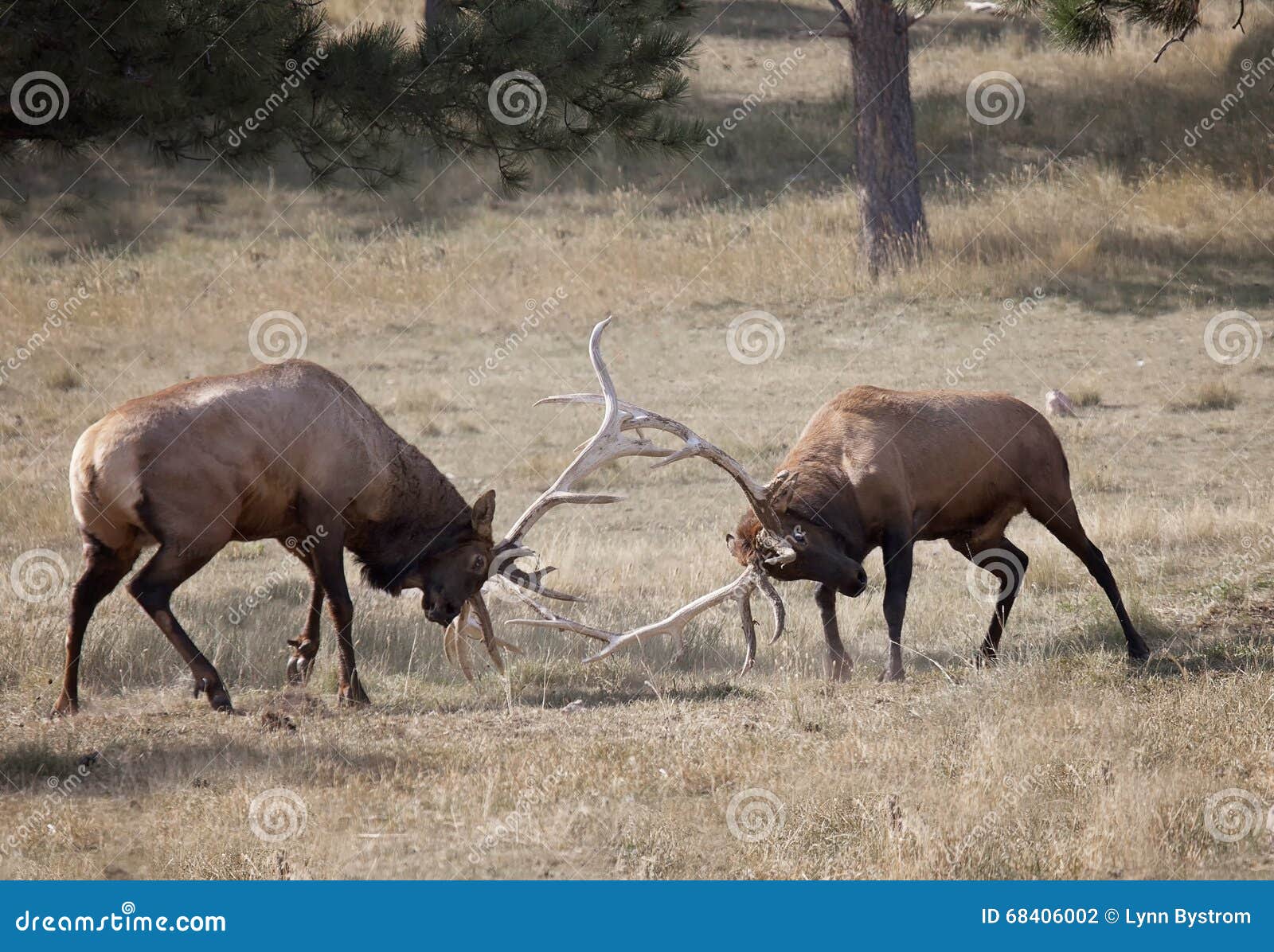 Bull elk sparring stock photo. Image of horns, american - 68406002