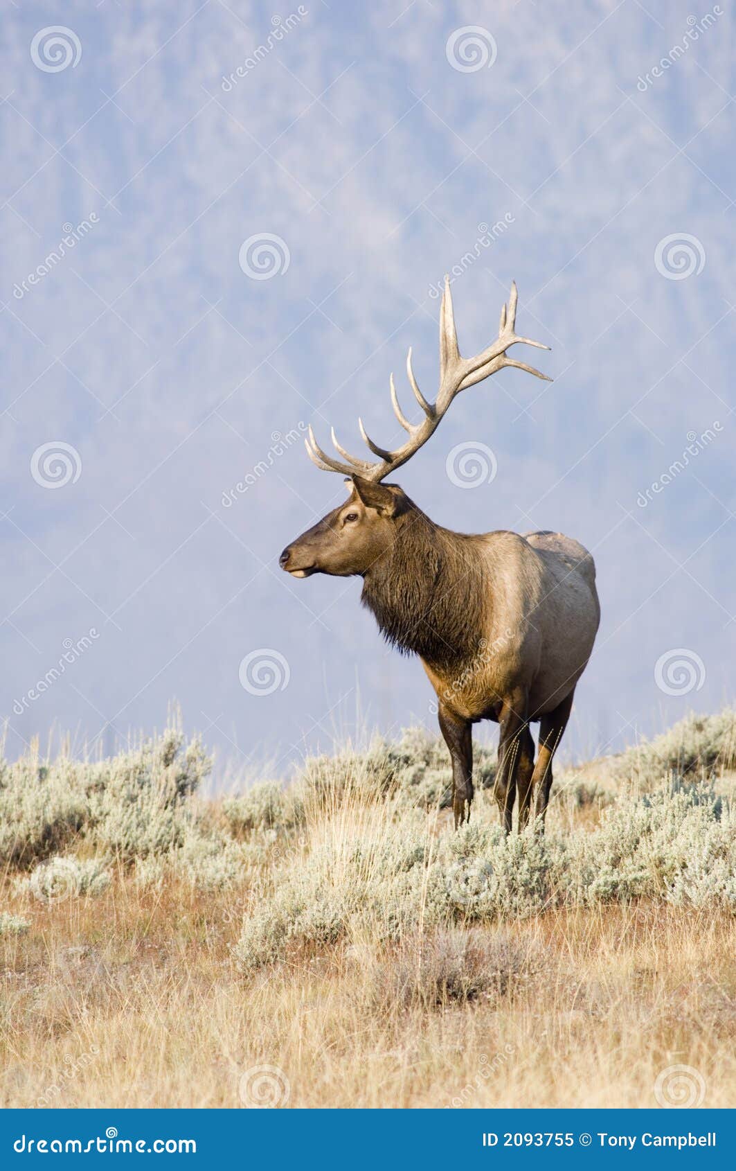 Bull Elk Standing on a Hill Stock Image - Image of park, nature: 2093755