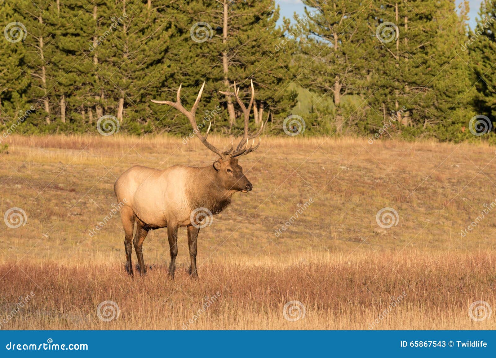 Bull Elk Standing in Meadow Stock Image - Image of animal, outdoors ...