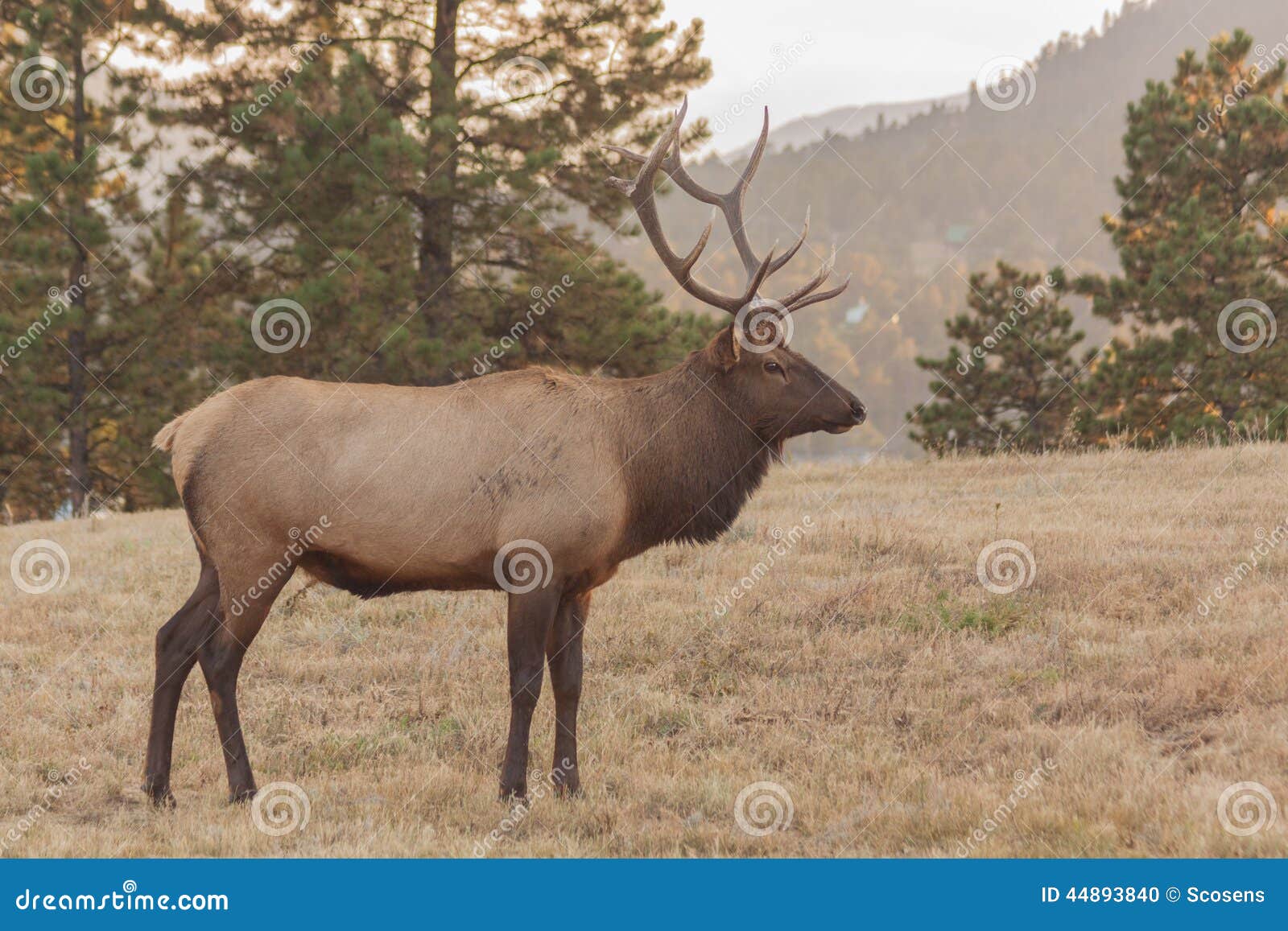 Bull Elk Standing stock photo. Image of deer, fall, bull - 44893840