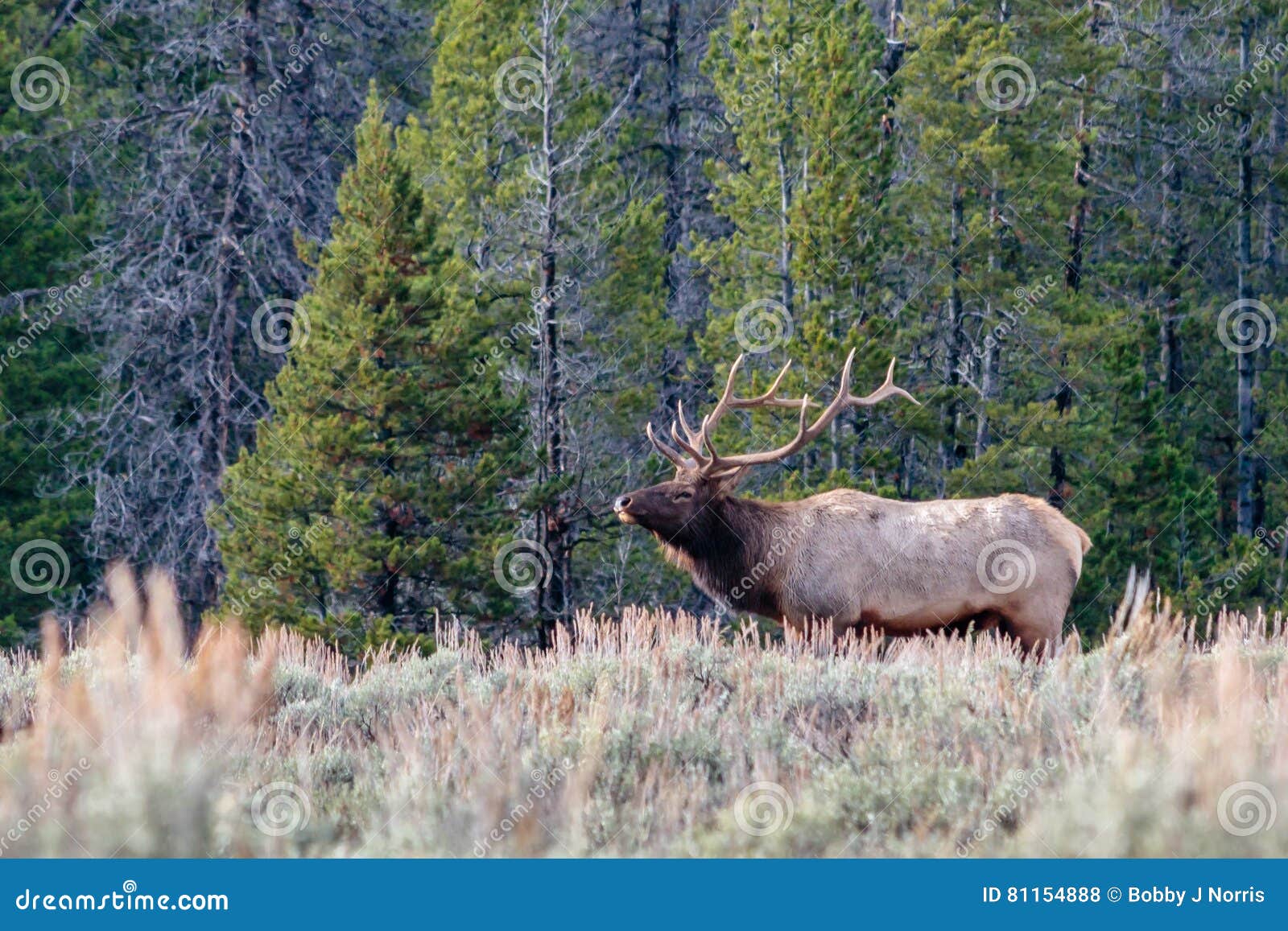 Bull Elk Standing in the Sage Stock Photo - Image of bull, meadow: 81154888