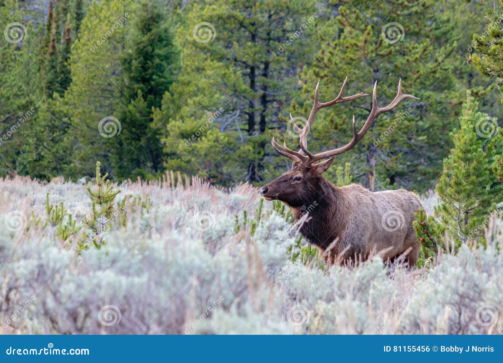Bull Elk Standing in the Sage Stock Photo - Image of bull, storm: 81155456