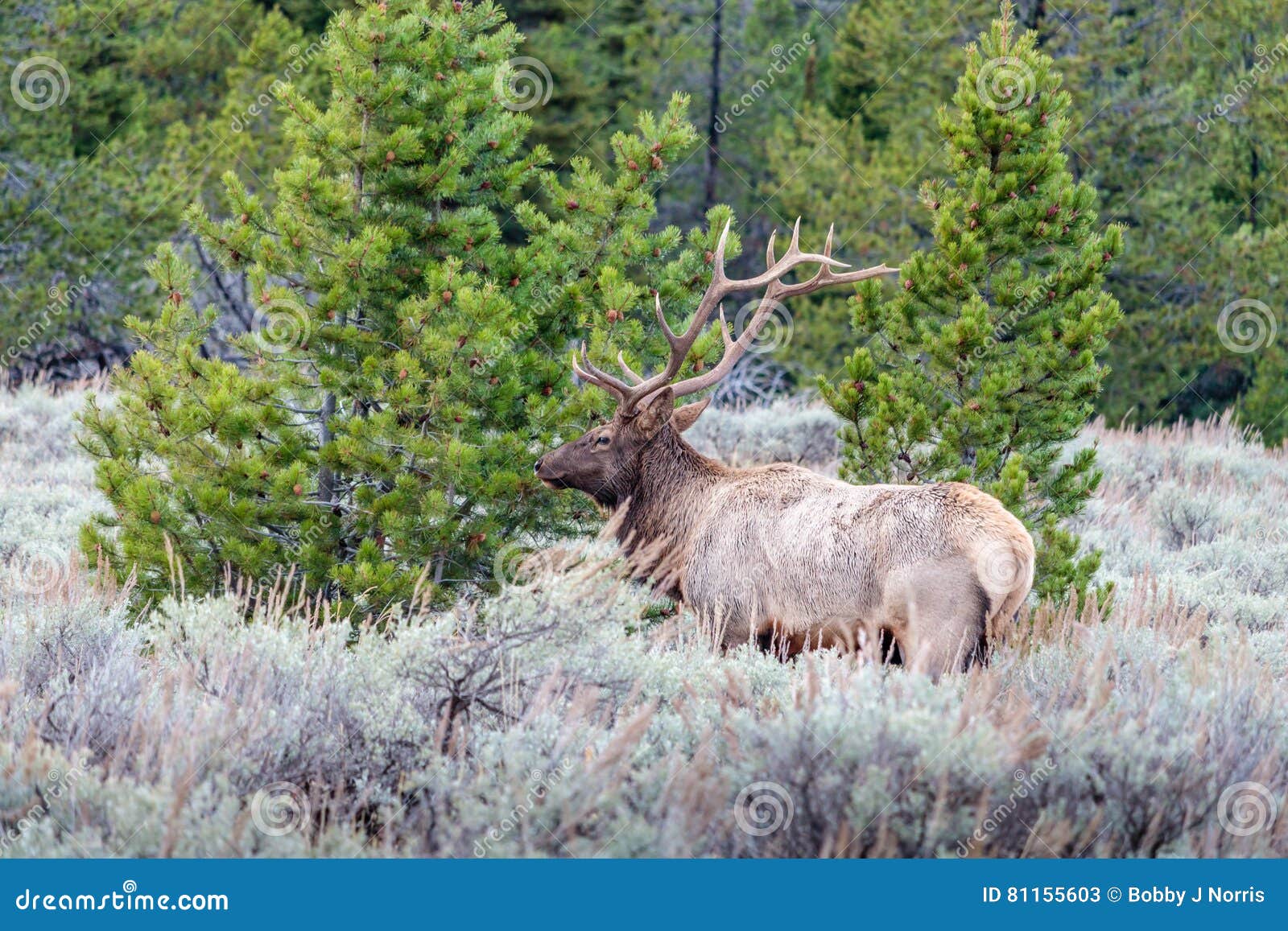Bull Elk Standing in the Sage Stock Image - Image of background, pine ...