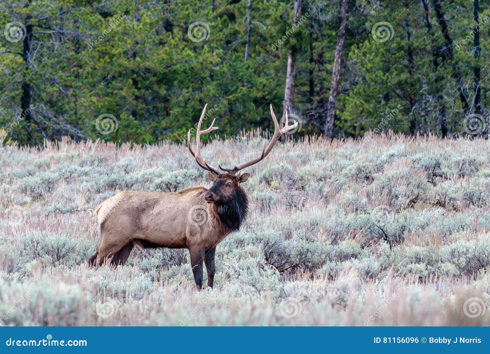 Bull Elk Standing in the Sage Stock Photo - Image of peaks, mountains ...