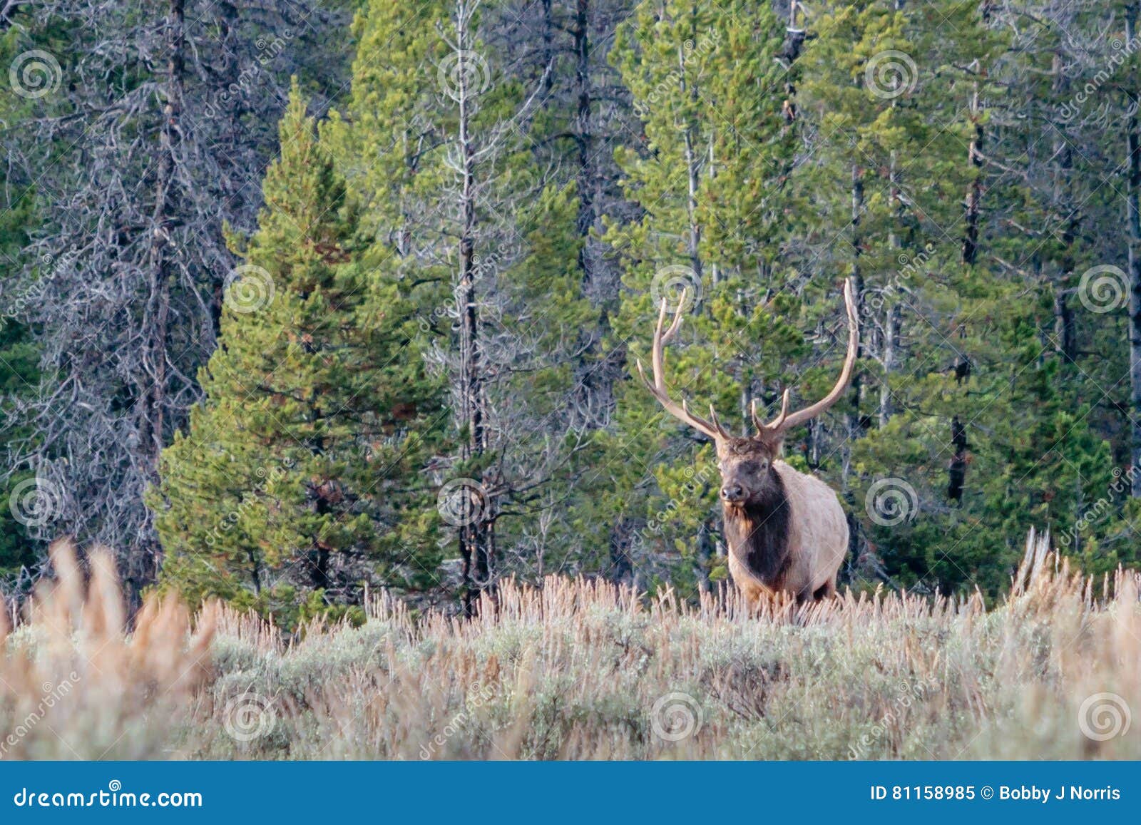 Bull Elk Standing in the Sage Stock Image - Image of silverado ...