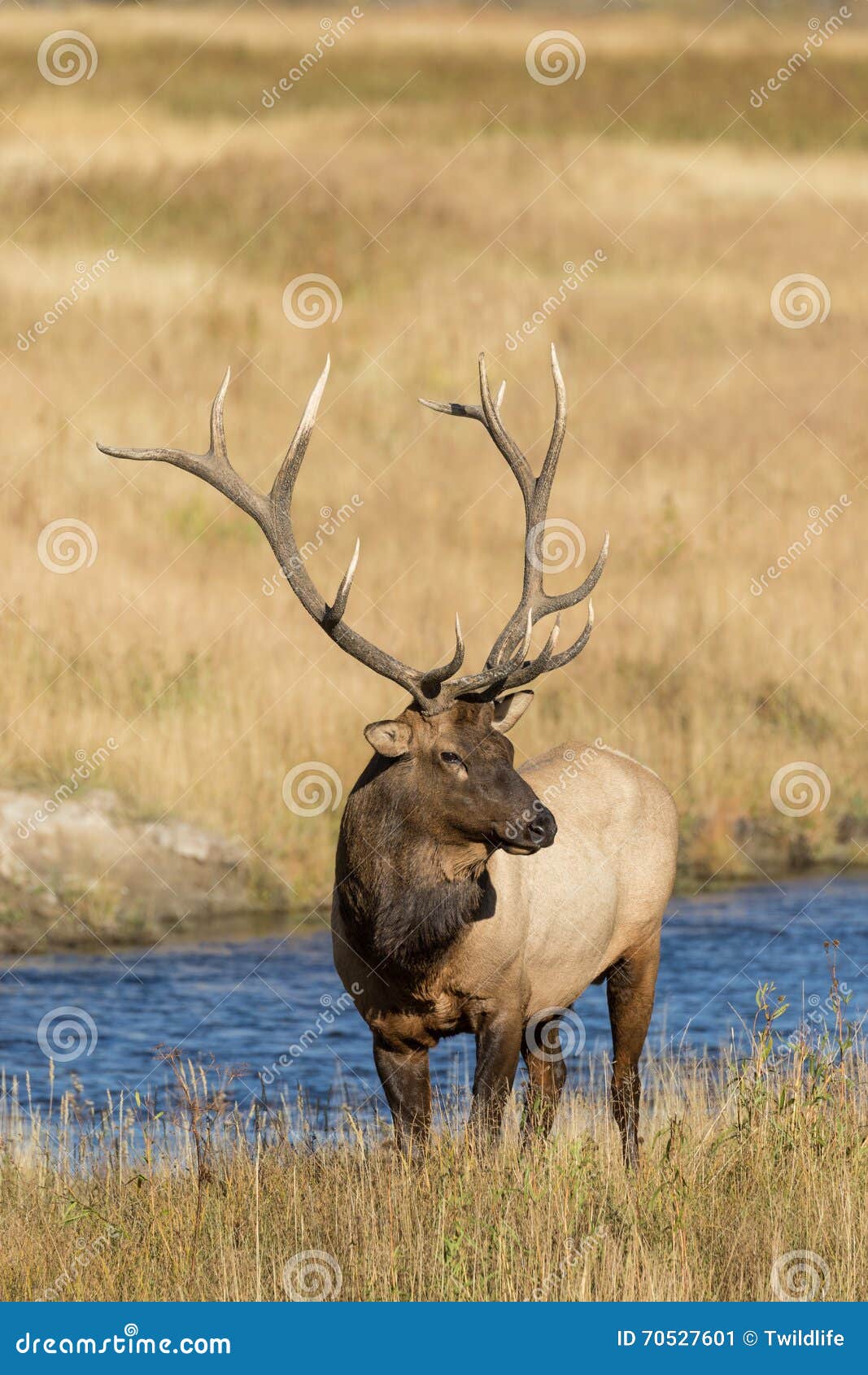 Bull Elk Standing stock image. Image of bull, nature - 70527601