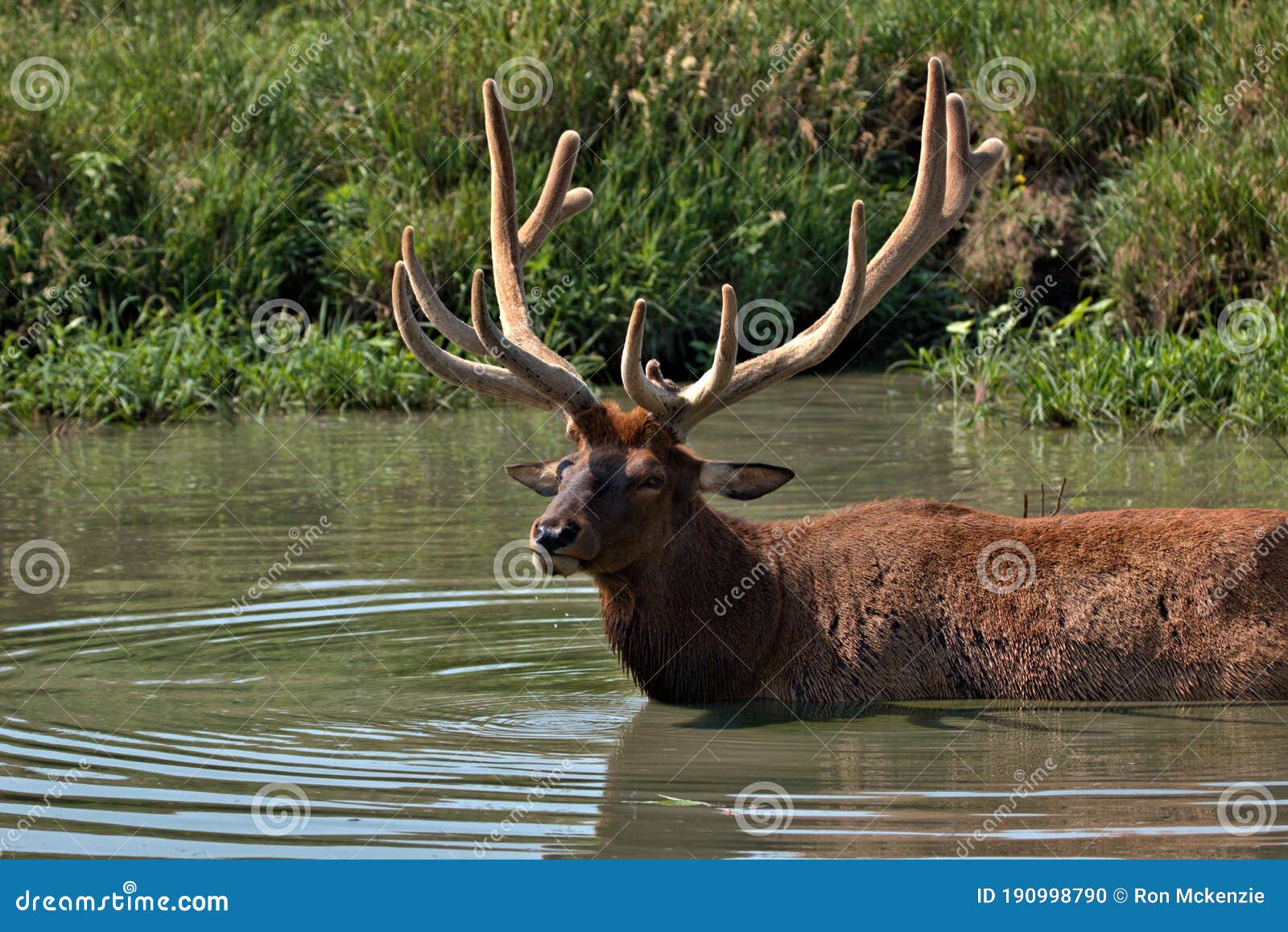 Bull Elk in the summer stock photo. Image of female - 190998790